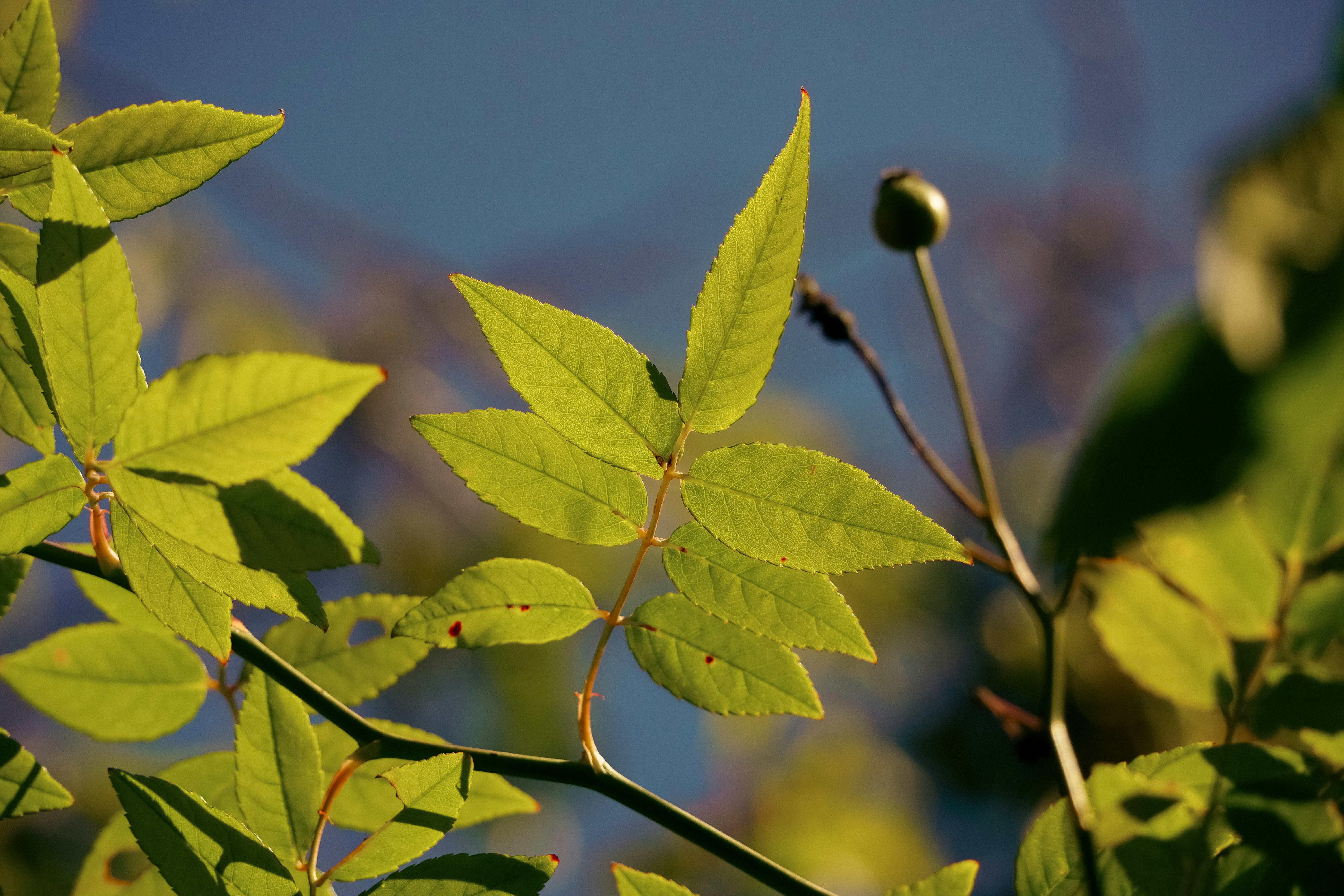 Photo by giri dharan with Sony Alpha 6100
