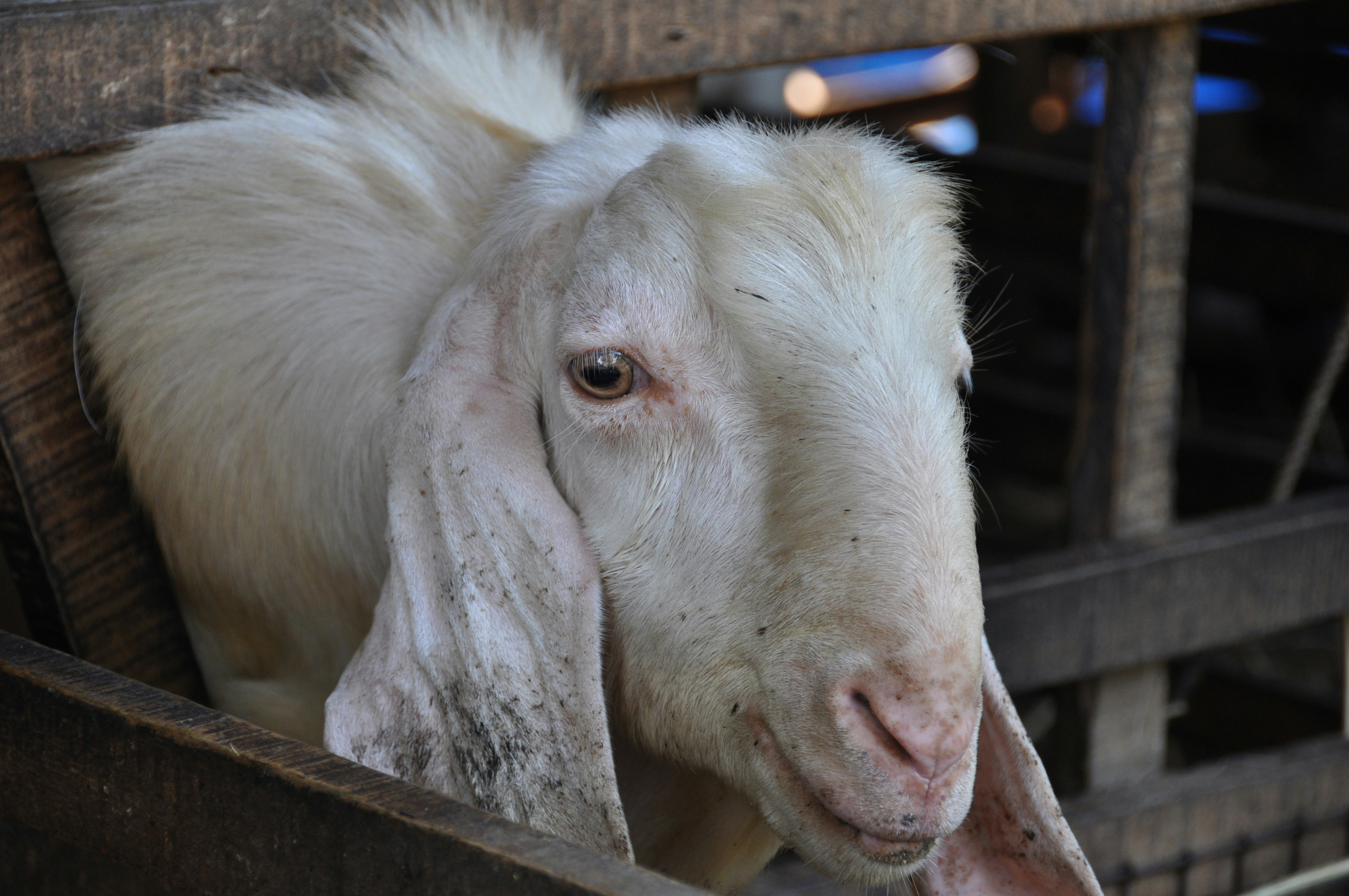 White goat at the gate: a barnyard portrait through weathered wood