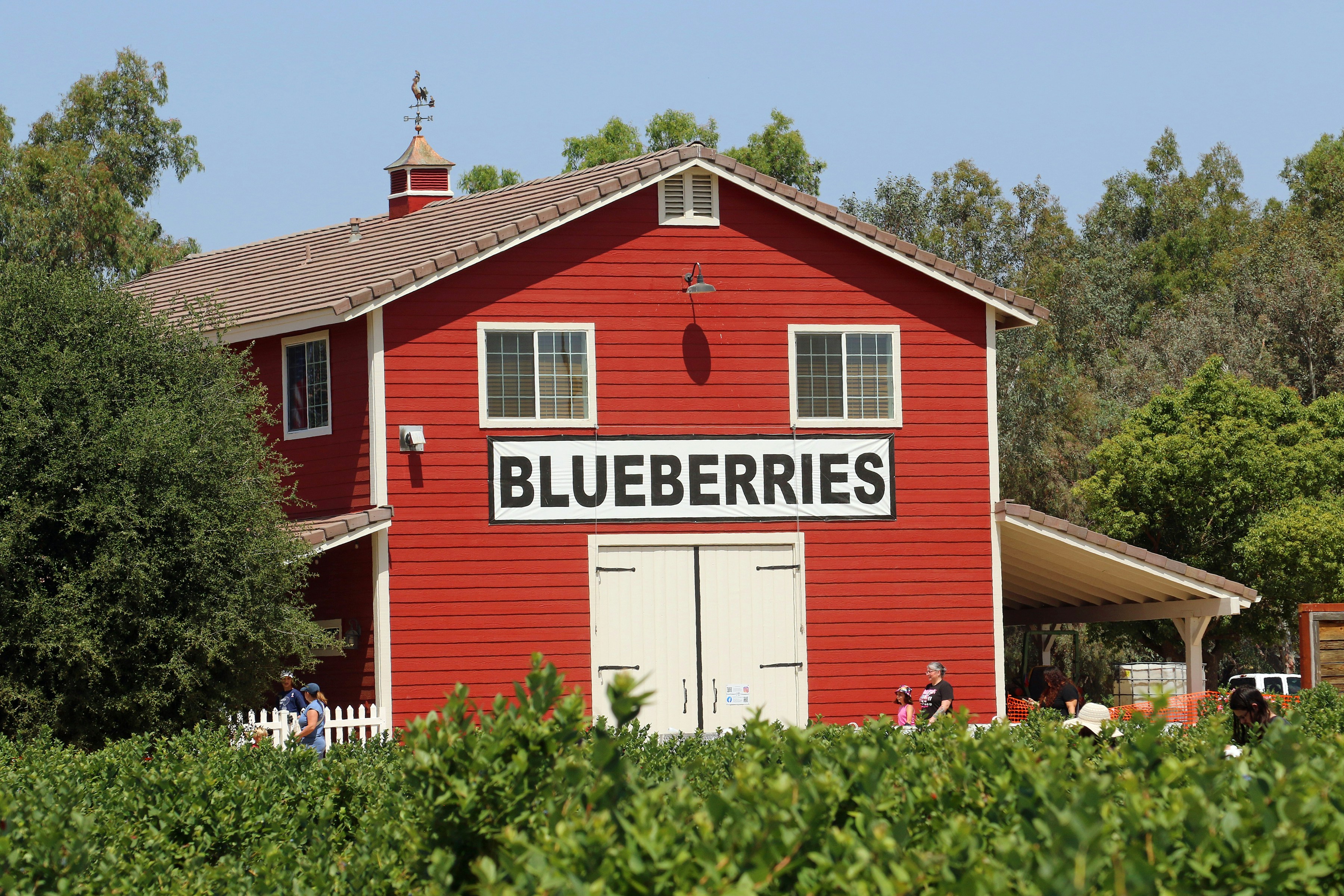 Red barn with "blueberries" with trees and bushes photo – Free ...
