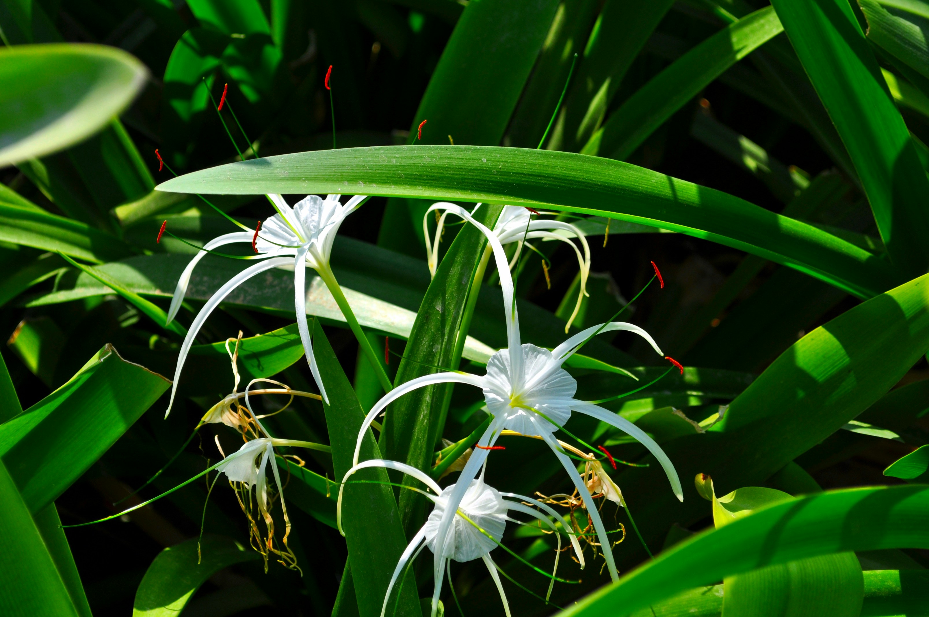 White Spider Lily Bloom Among Verdant Strands in Sunlit Light