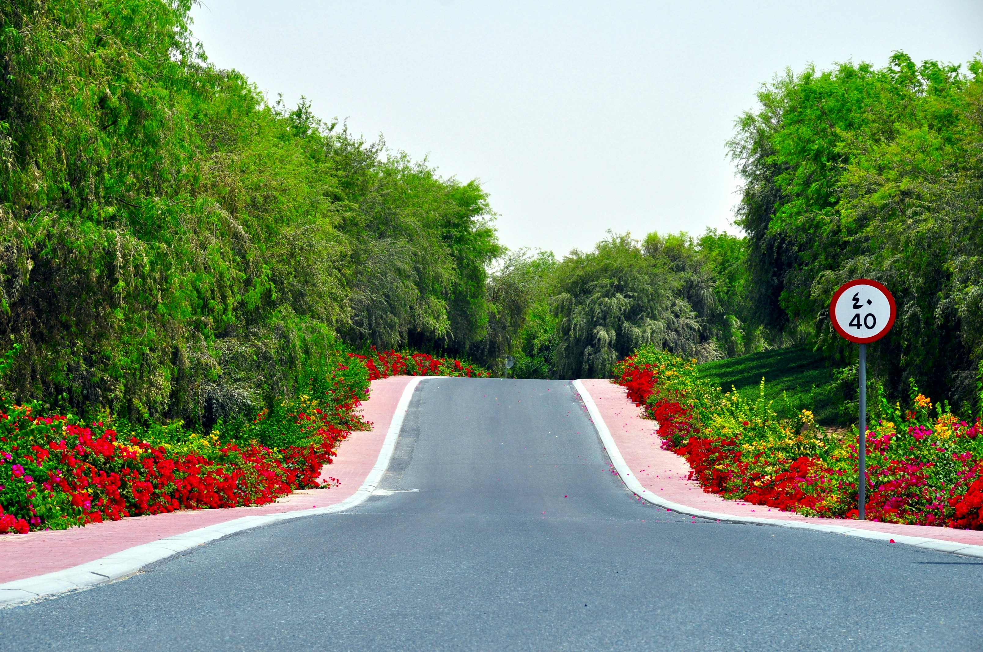 Crimson Florals Along a Quiet Ascent toward the Green Horizon