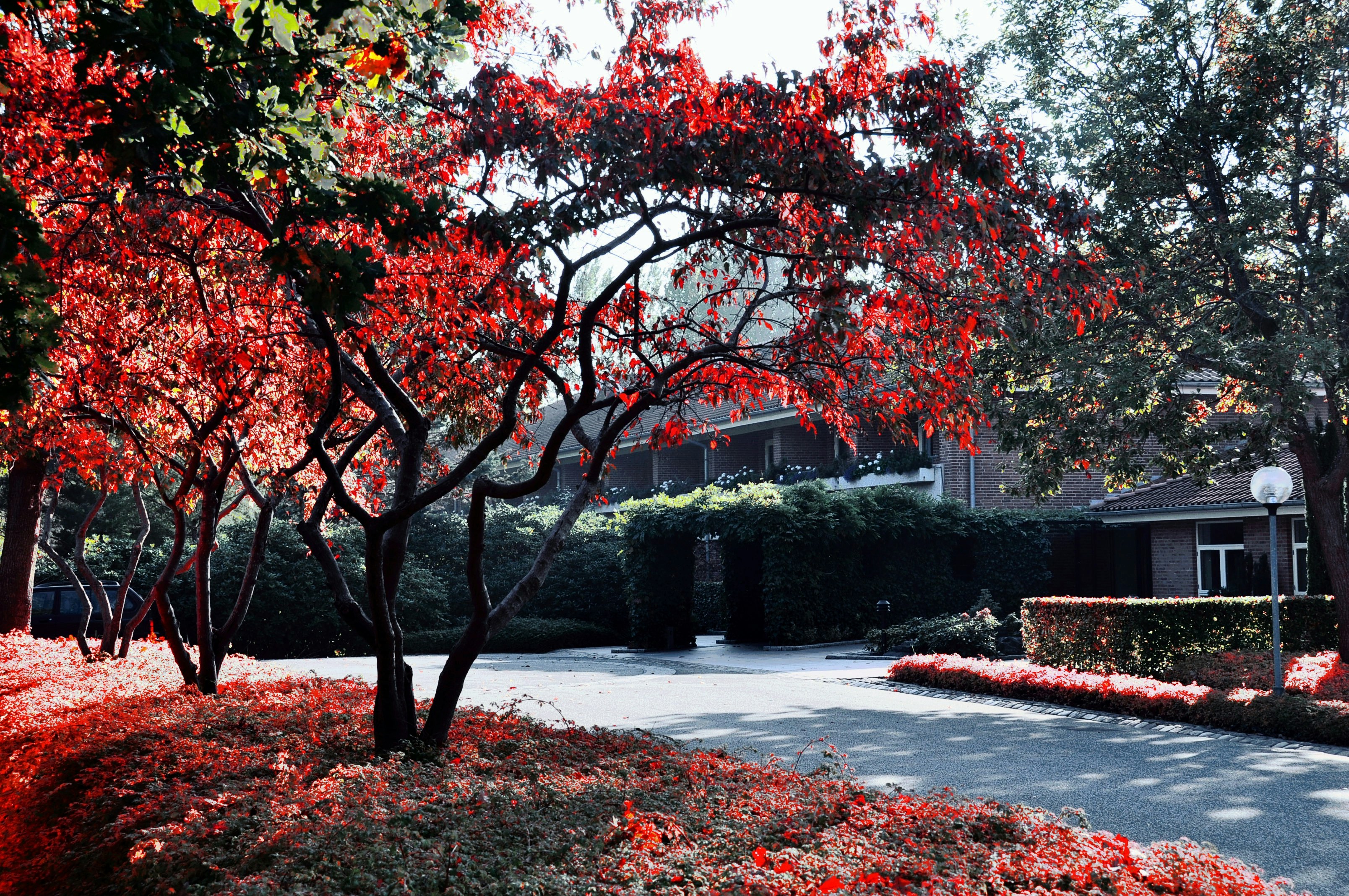 Crimson Canopy Over a Quiet Campus Courtyard