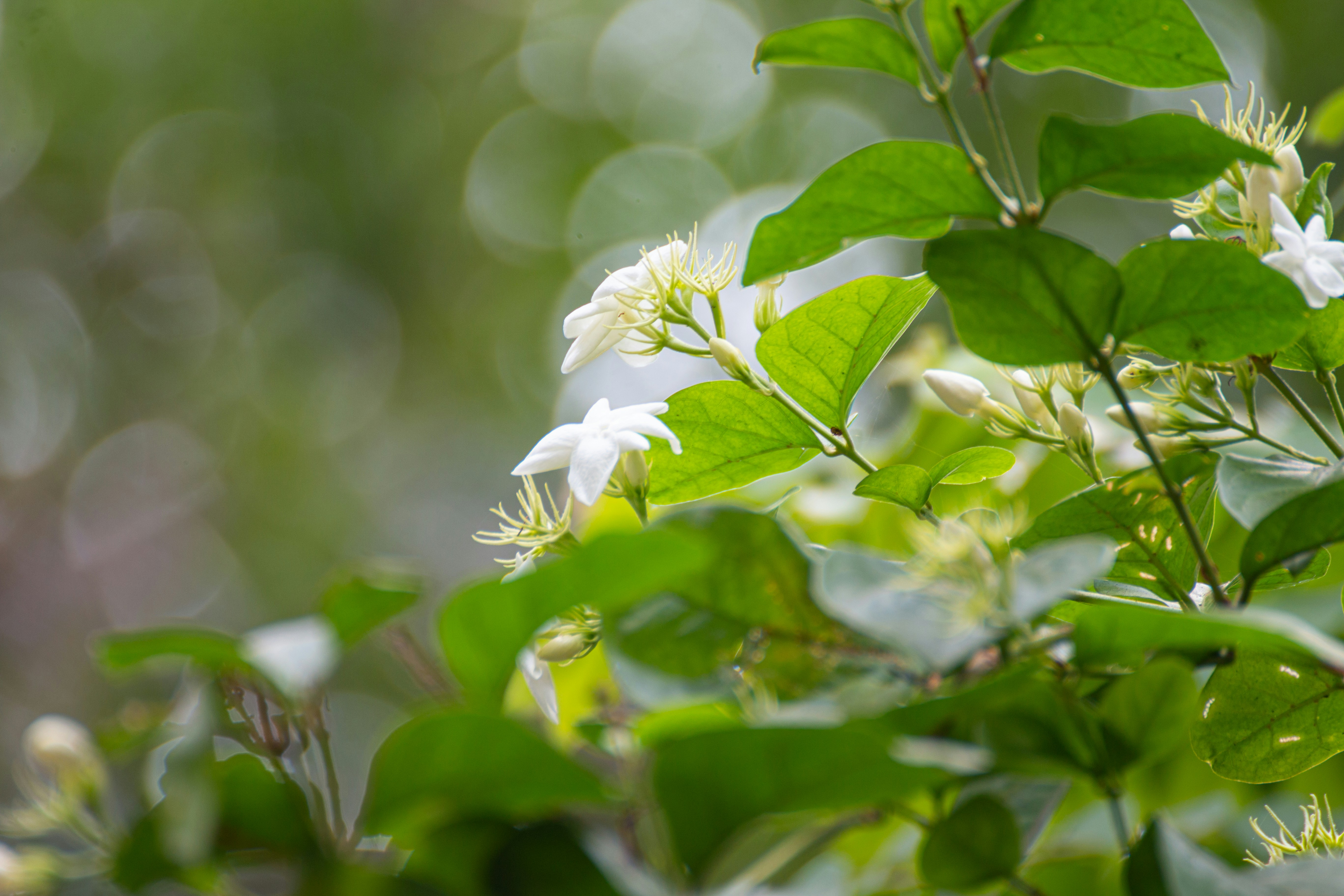 Delicate white blooms framed by a verdant, velvet blur