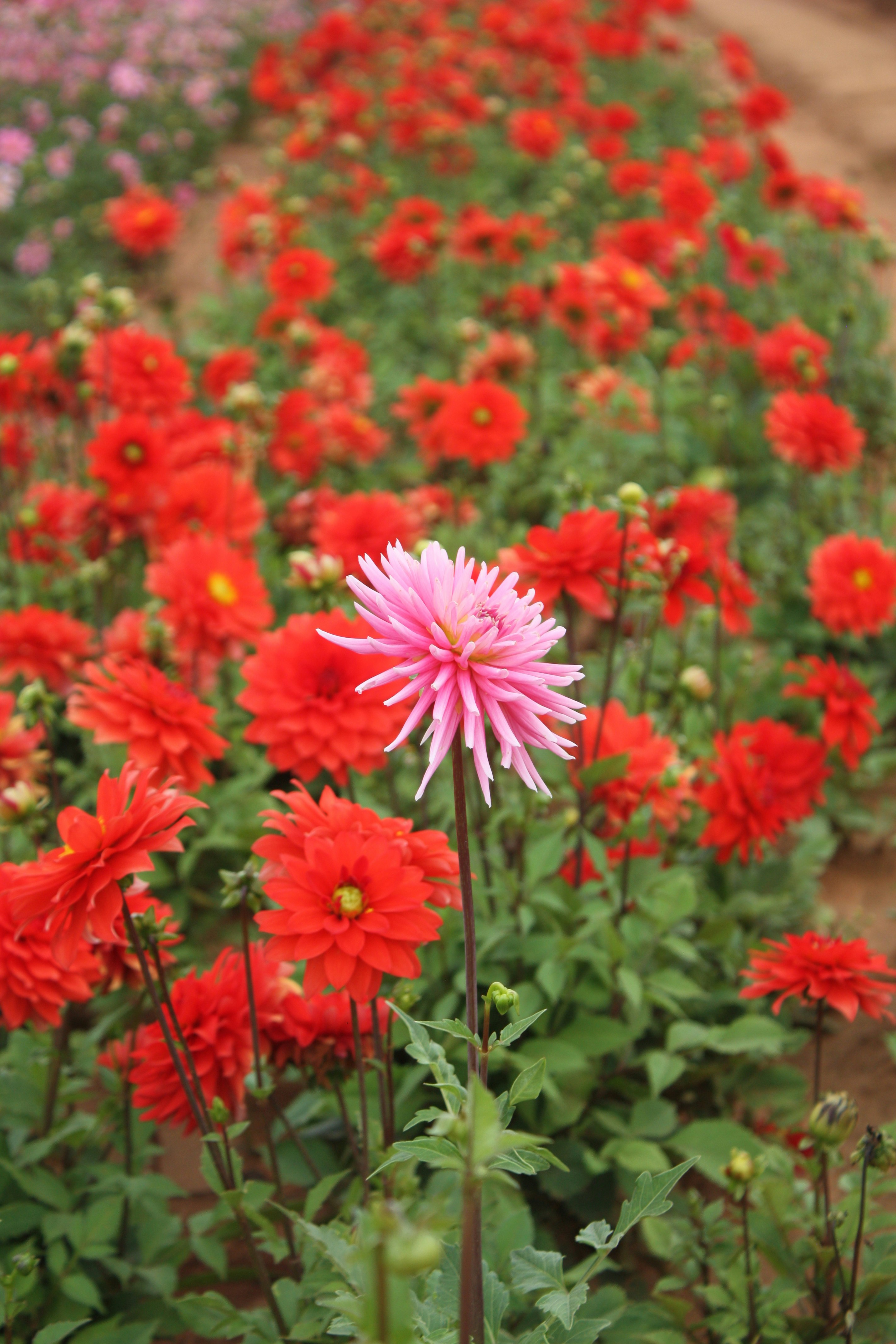 Pink Dahlia Standing Proud in a Sea of Red Dahlias