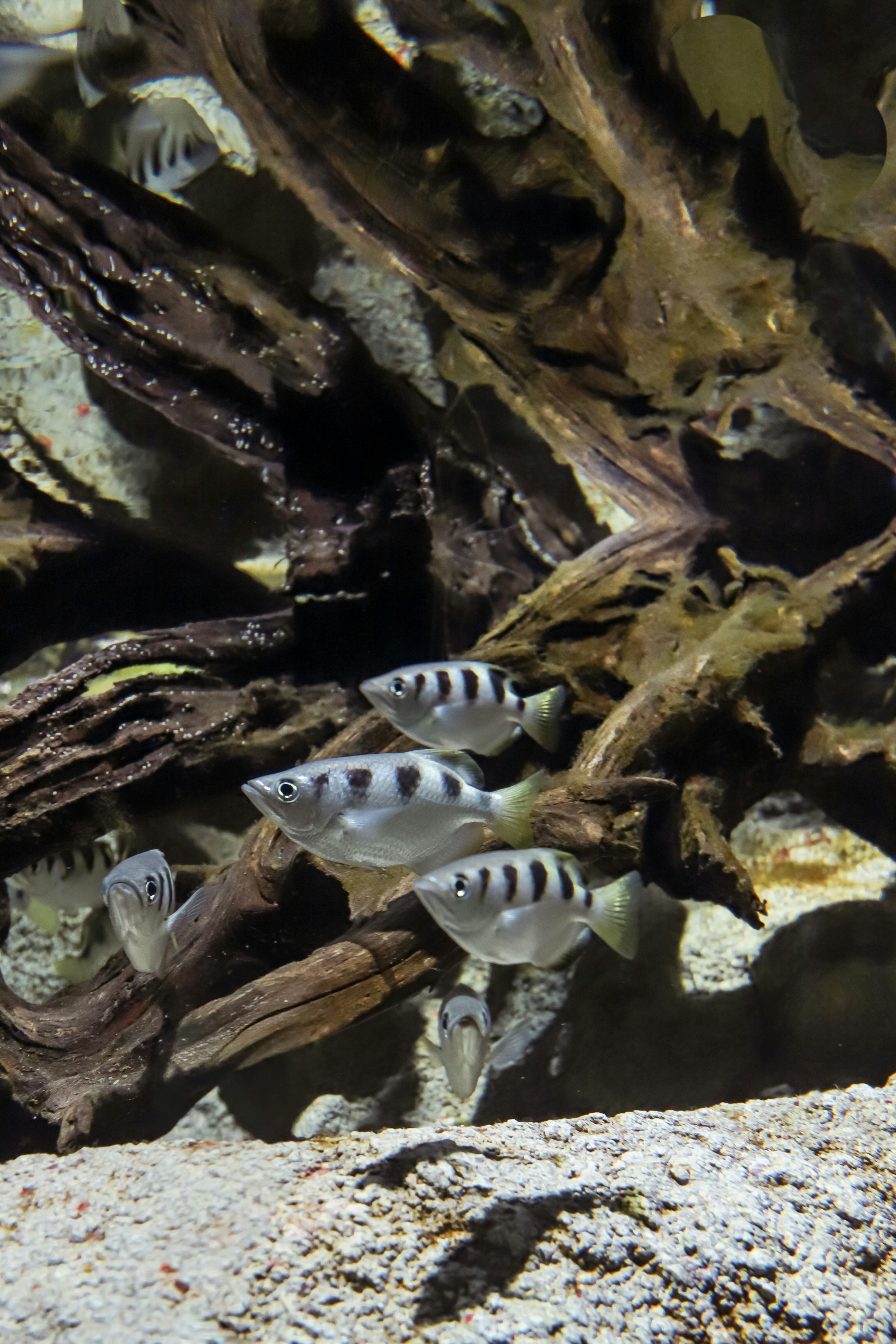 15 Essential Marine Fish Compatibility Tips for a Peaceful Reef (2025 ...