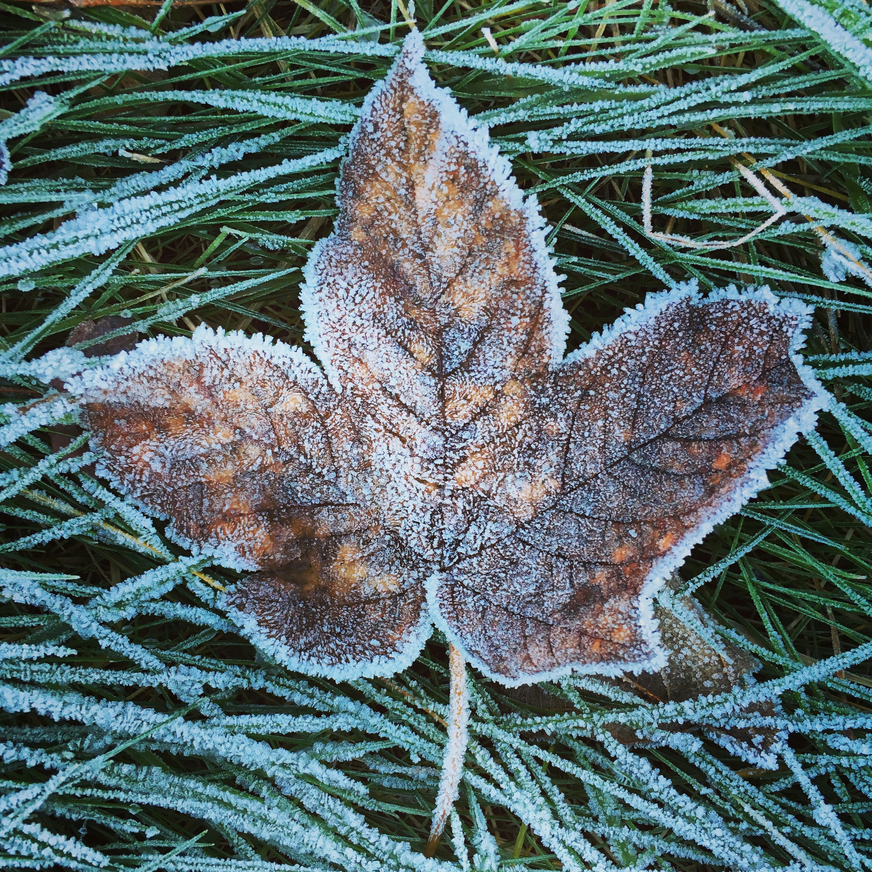 Frost-Crystal Maple Leaf Crowned by Frigid Grass