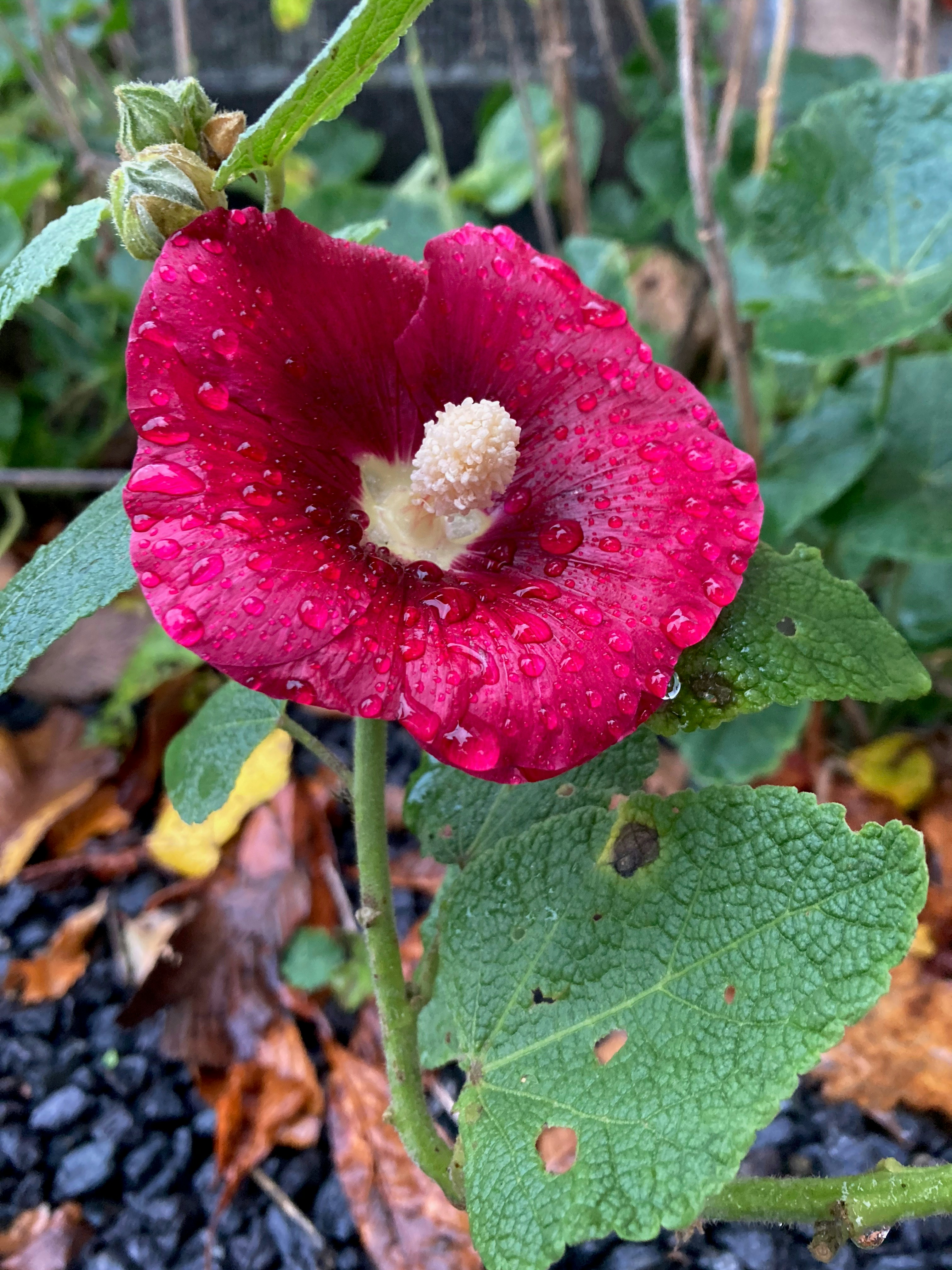 Crimson Velvet Bloom: Dew-Kissed Center