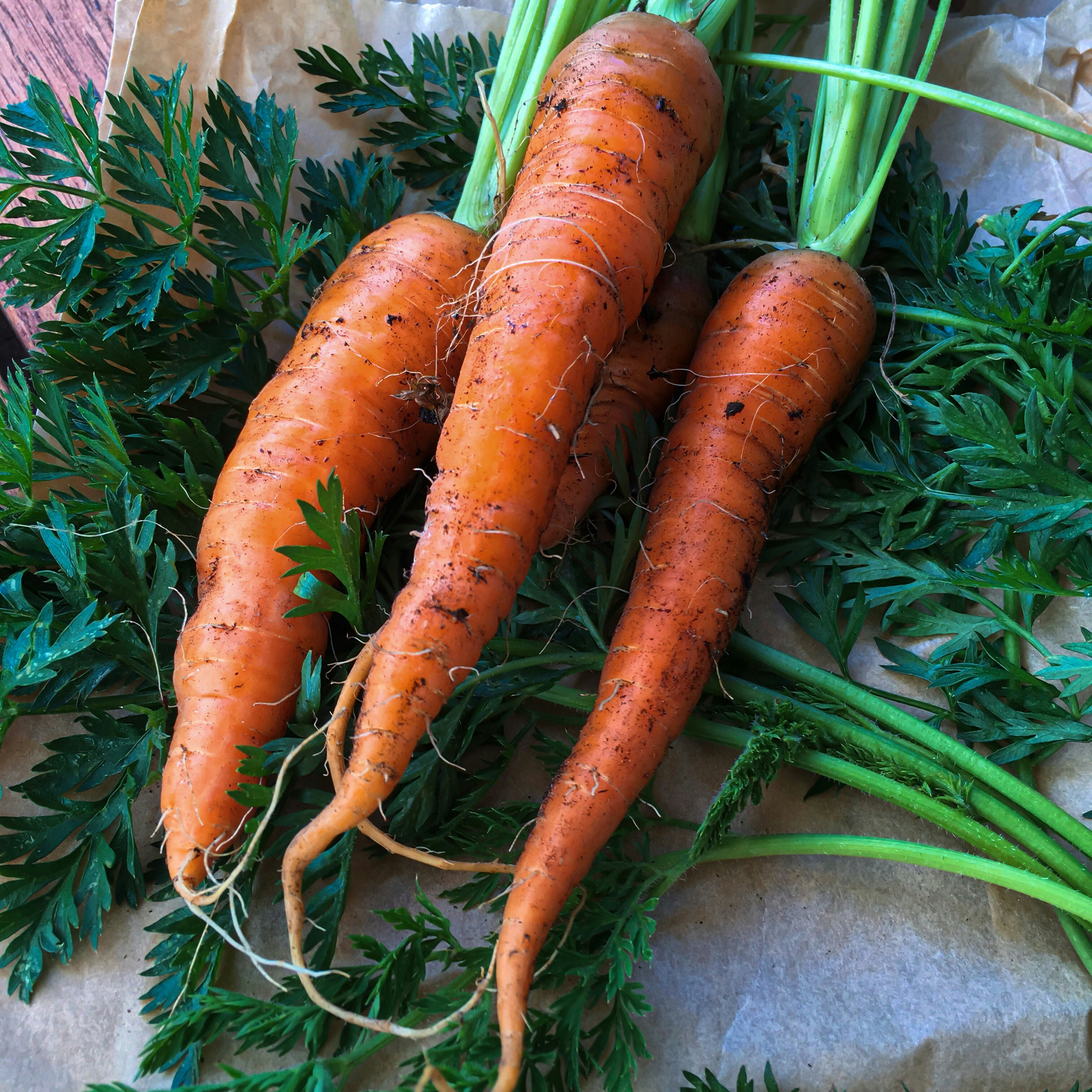 Carrots fresh from the soil