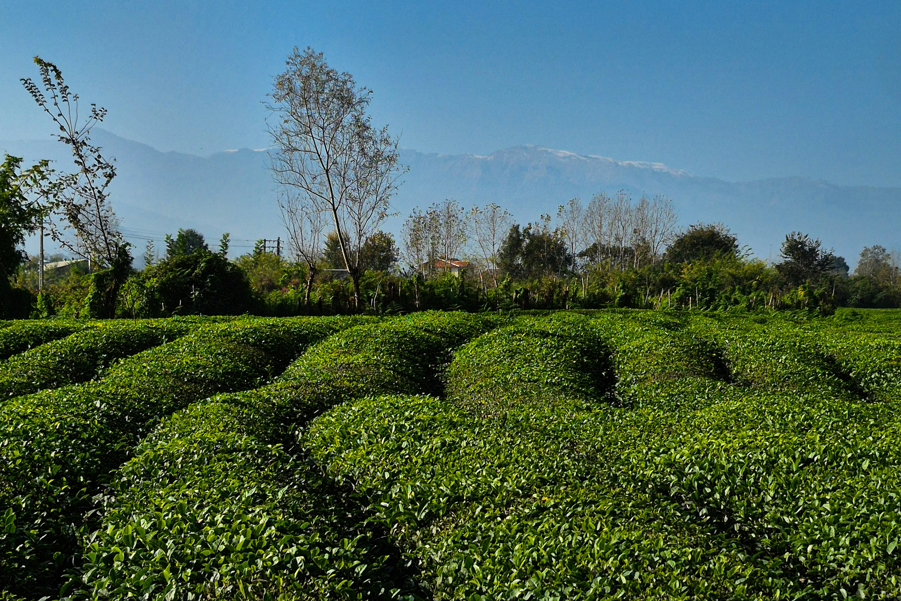 Rolling green tea fields under a clear blue sky.