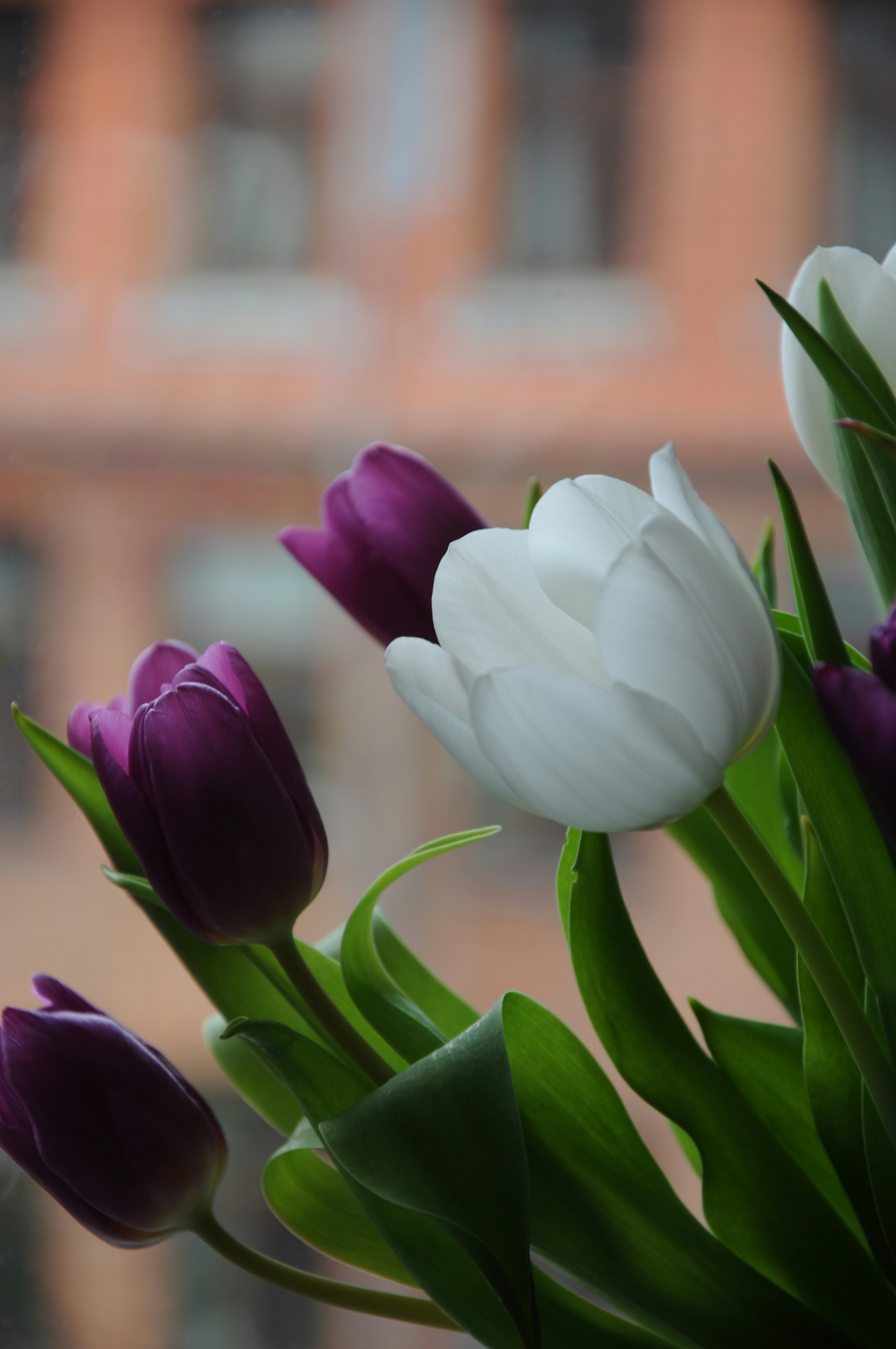 White Tulip Leads a Quiet Chorus of Purple Buds by a Soft Brick Backdrop