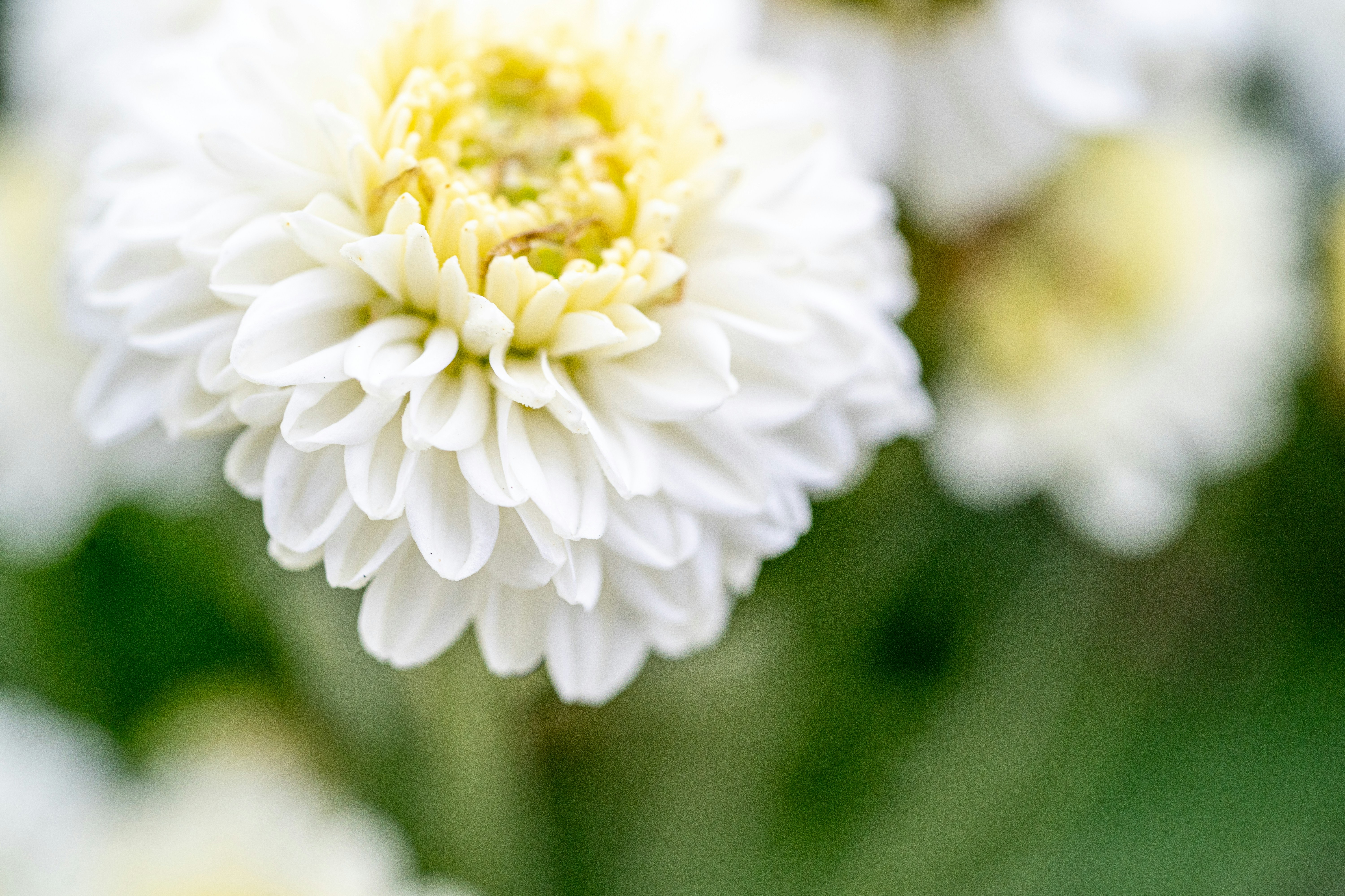 Photo by Winston Chen with Sony Alpha 7 III