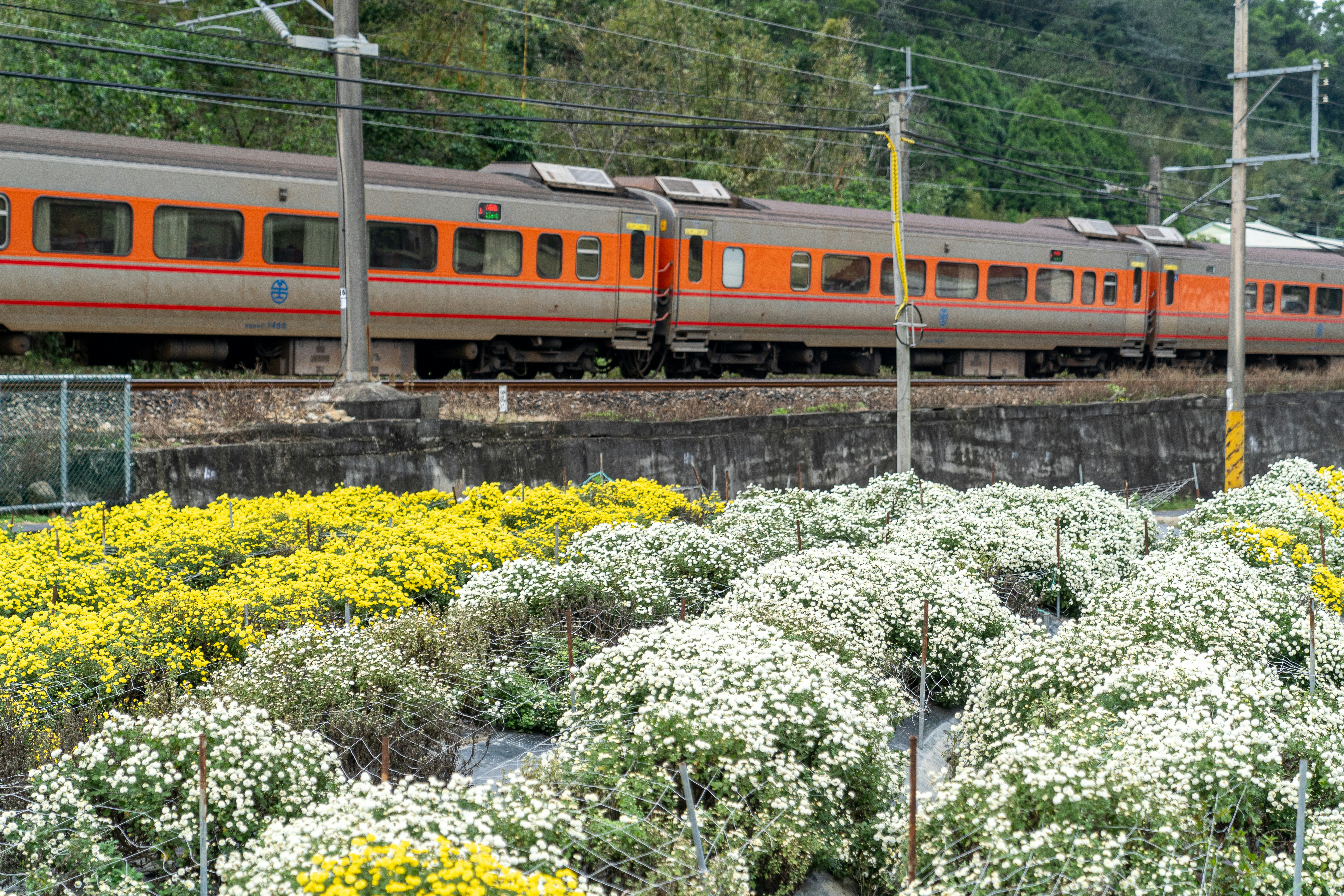 Photo by Winston Chen with Sony Alpha 7 III