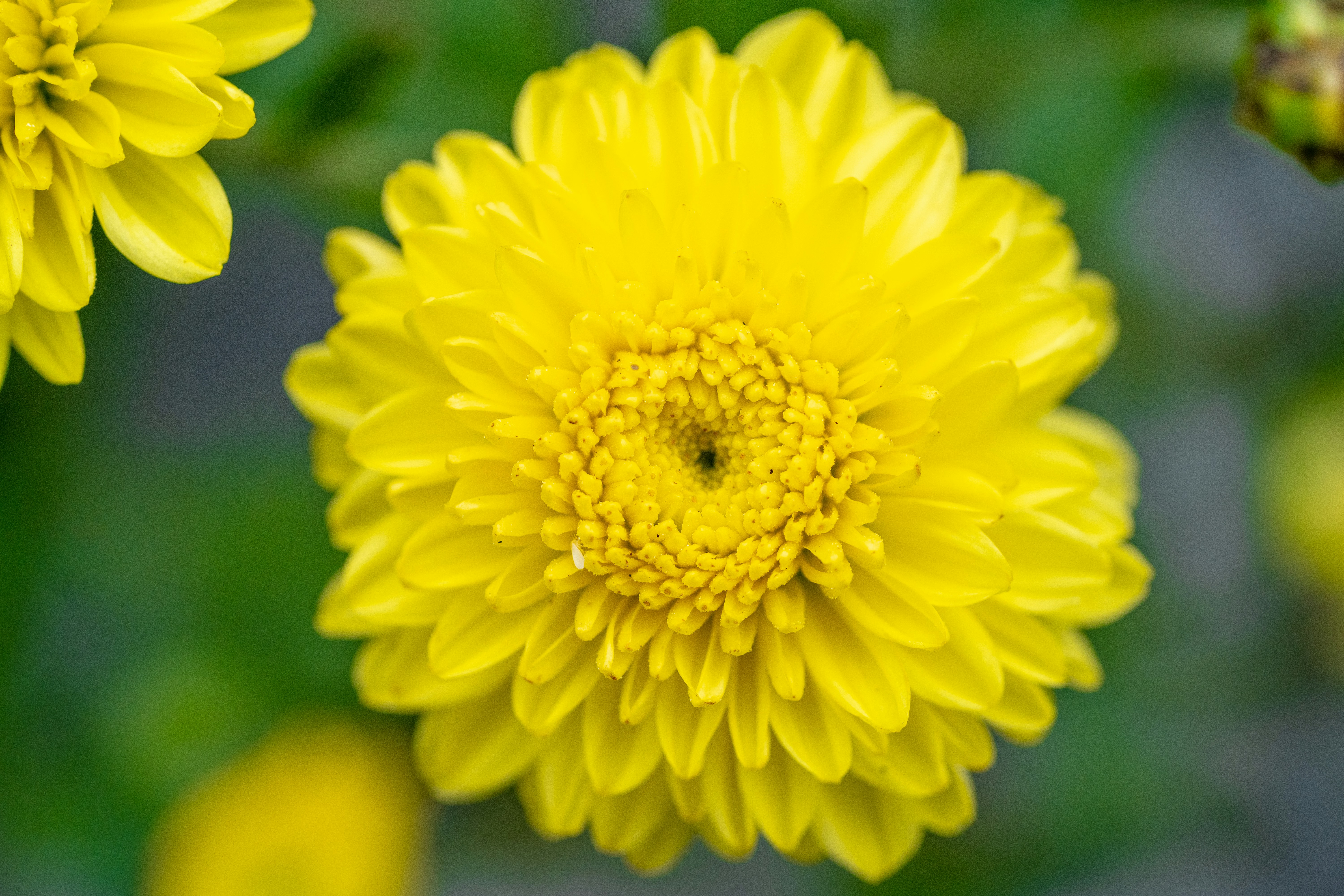 Photo by Winston Chen with Sony Alpha 7 III