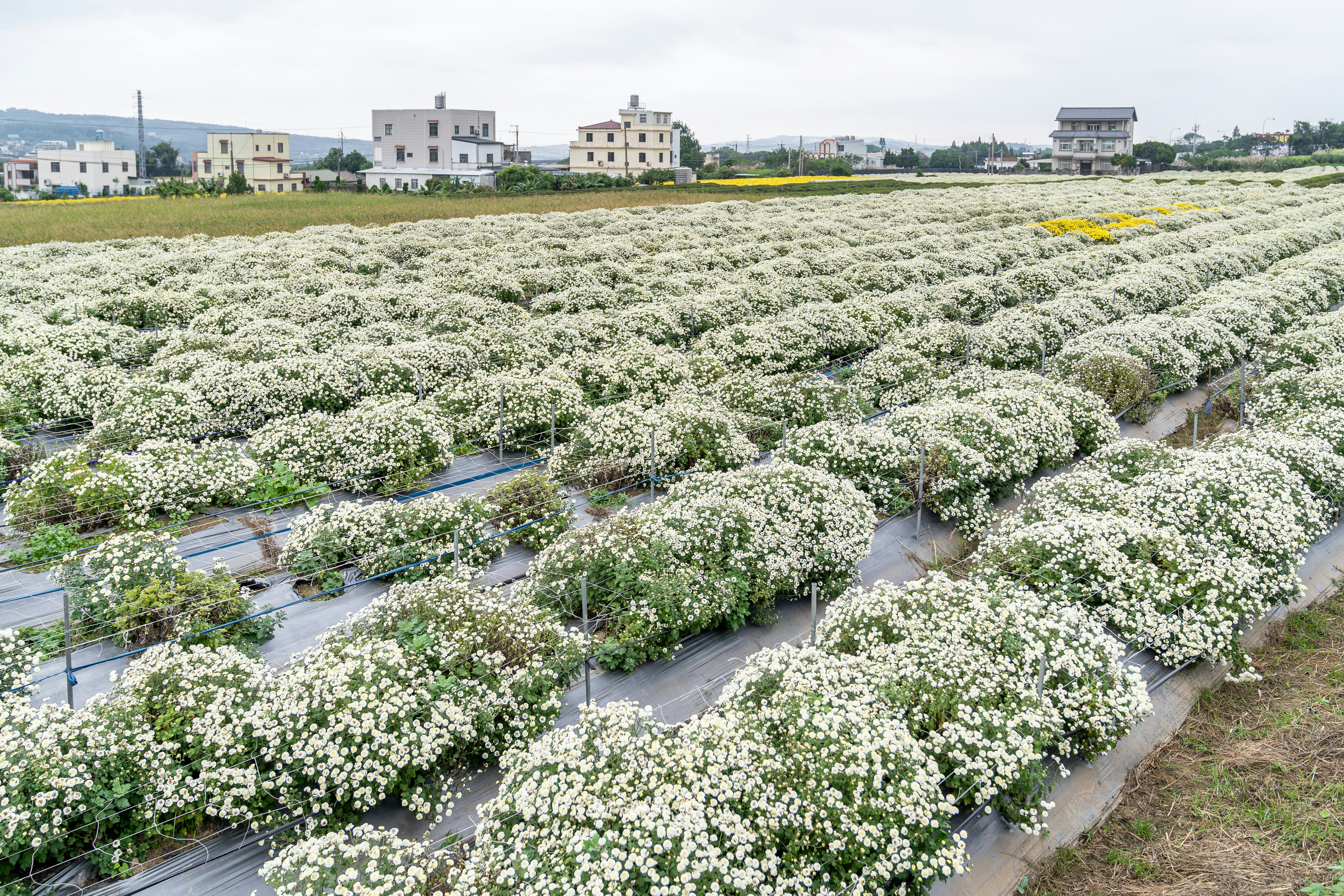 Row-by-row white blossoms stretch toward a quiet town under a soft gray sky
