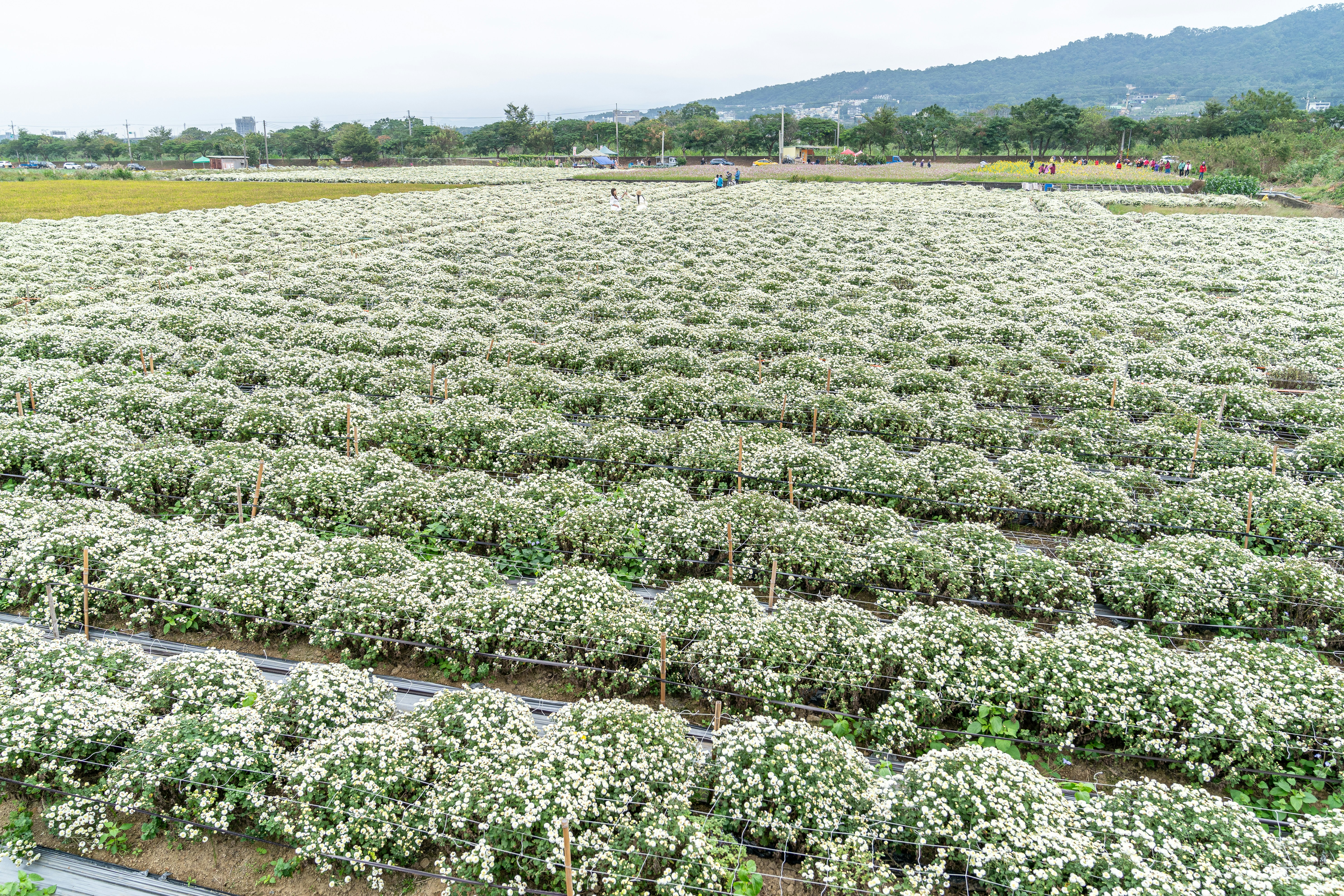 Row by Row: A Sea of White Blossoms Across the Field