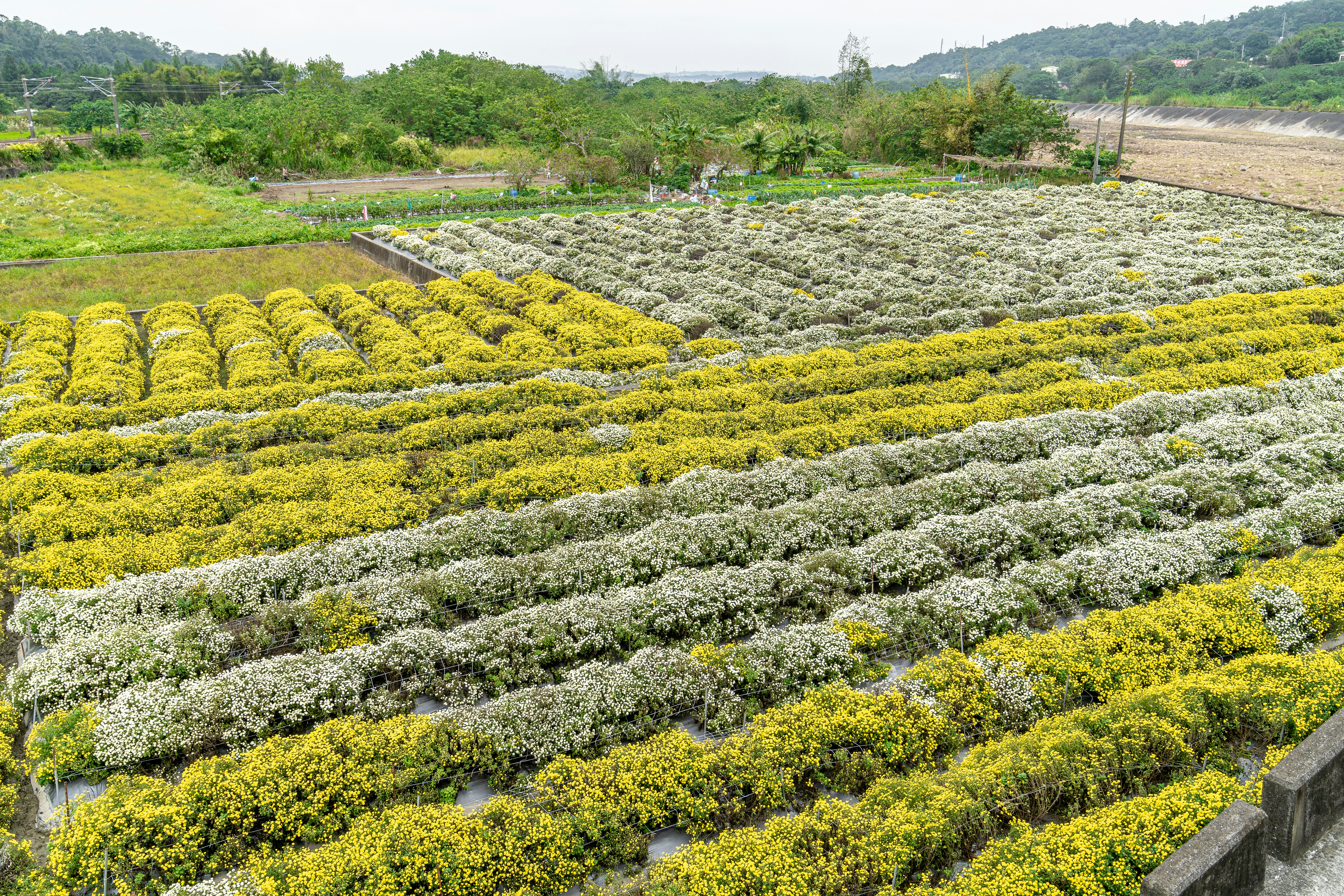 Photo by Winston Chen with Sony Alpha 7 III