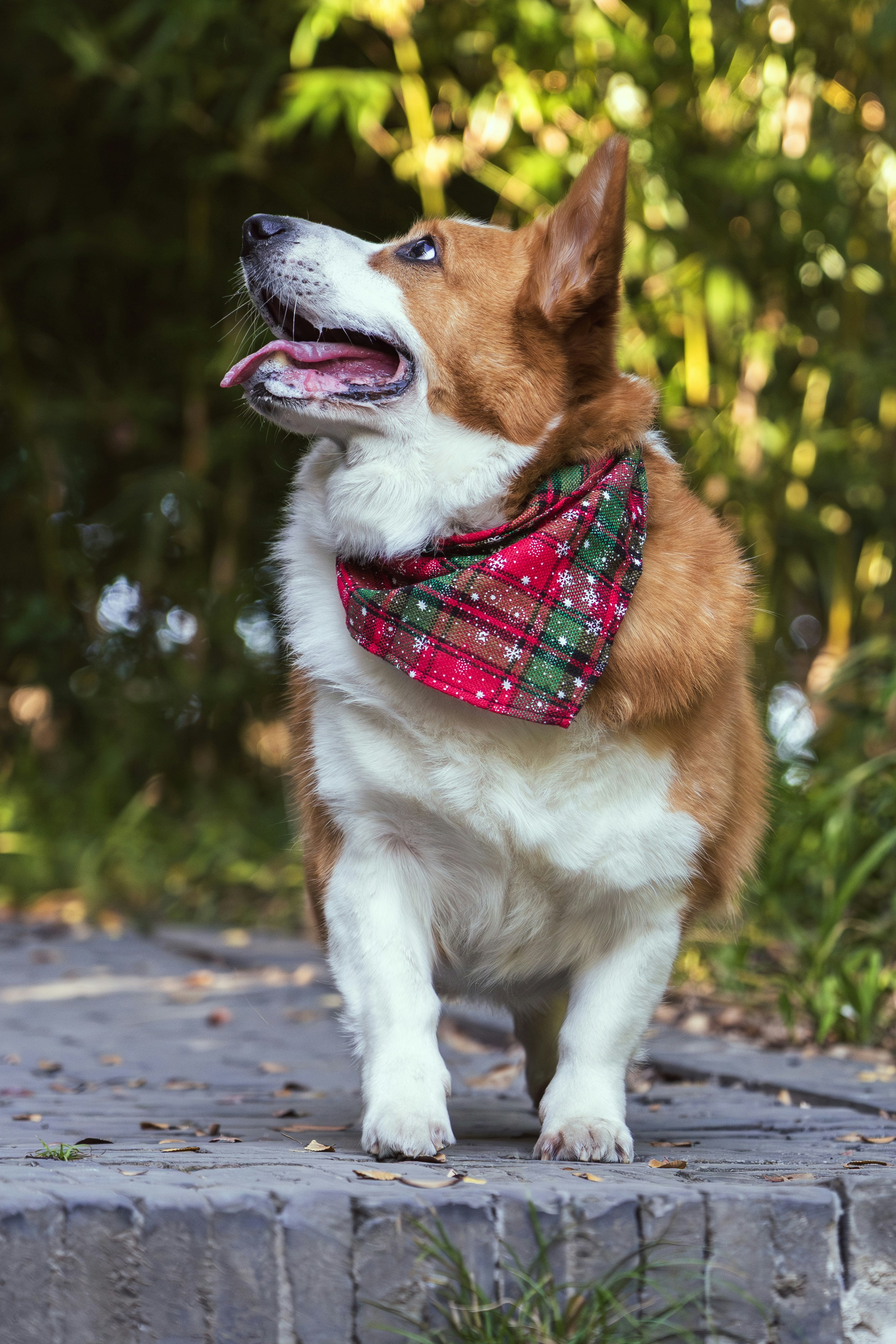 Sunlit Snout: A Plaid-Bandana Corgi Gaze on the Garden Path