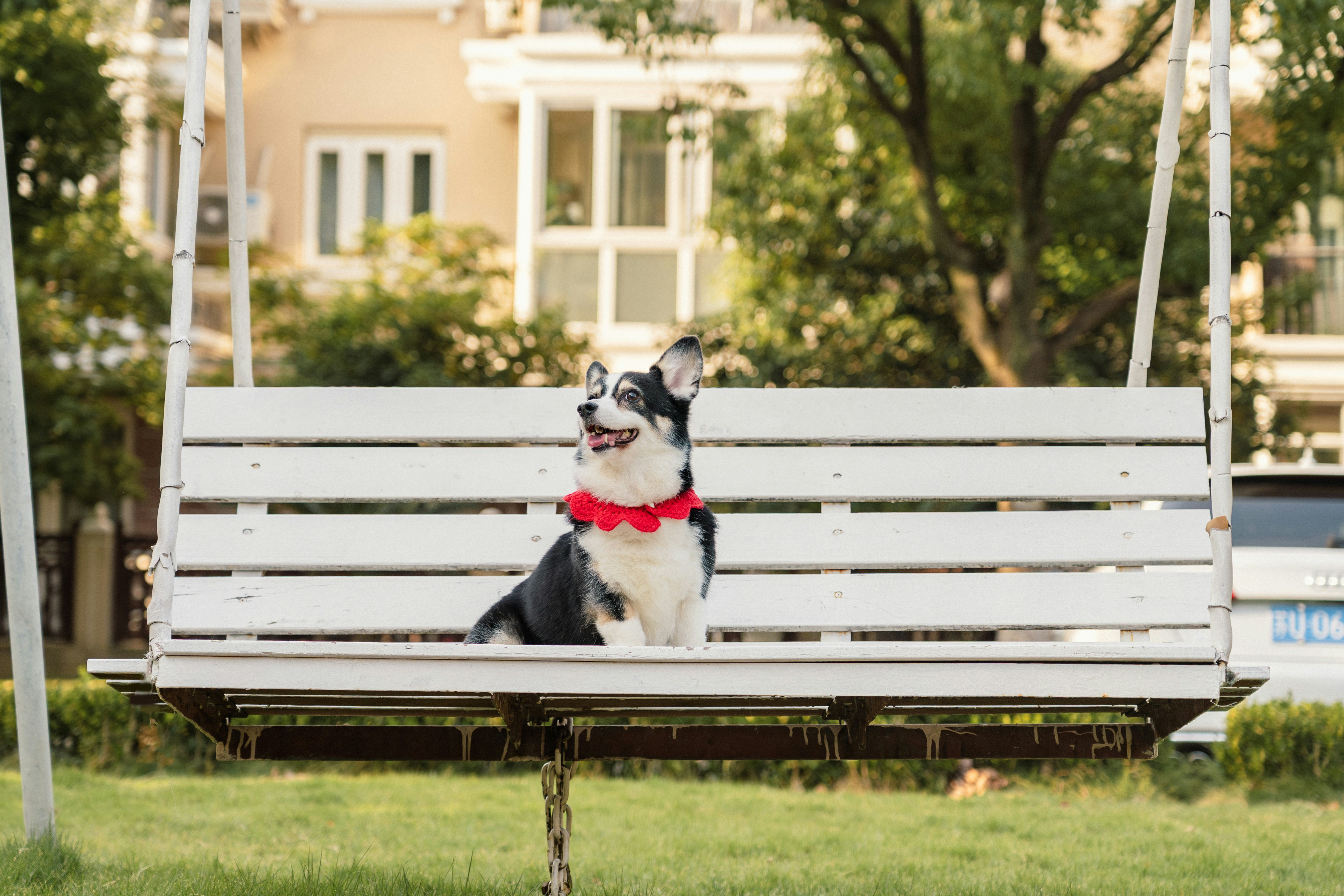 Midday Pause on a Park Swing: A Black-and-White Pup in a Red Collar