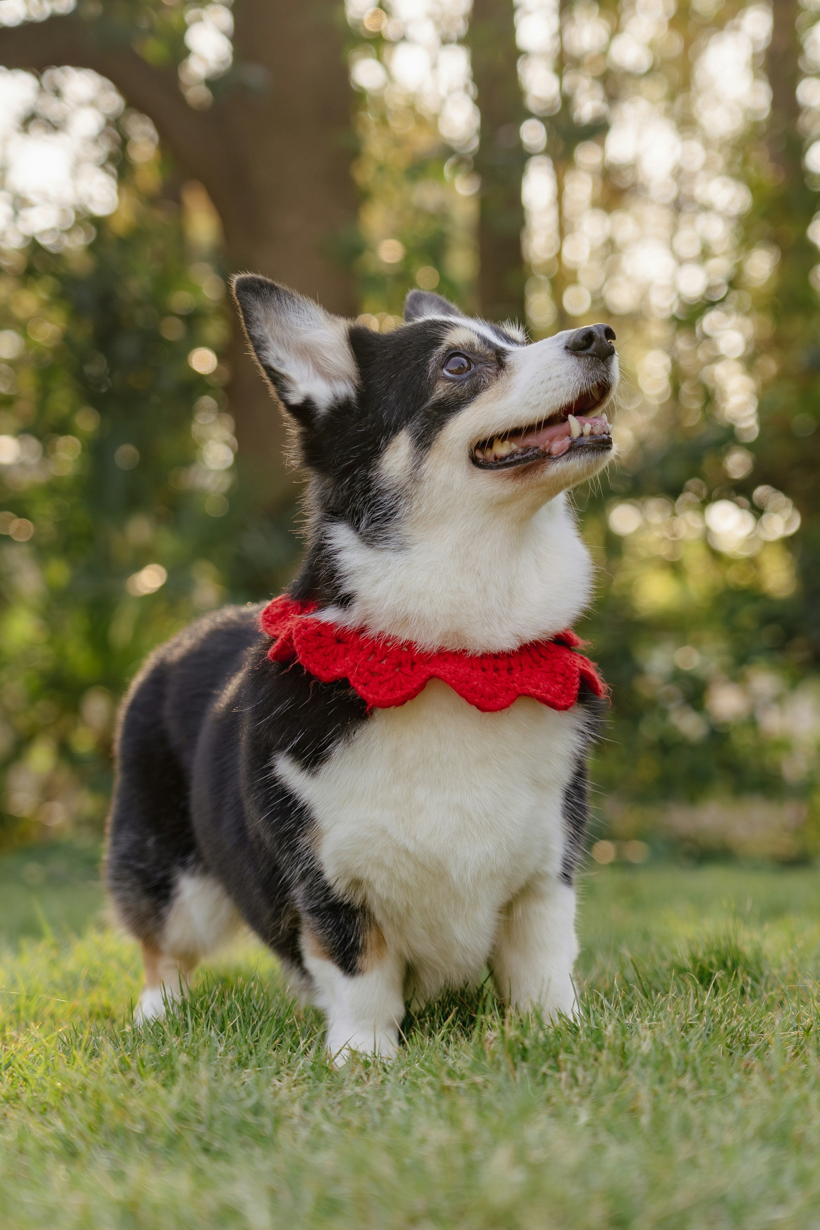 A b&w corgi wears a red crochet lace collar, standing on the green grass in a park outdoors. With trees and sunlit bokeh in the background, it looks up happily, creating a scene that’s both stylish and cute in nature.