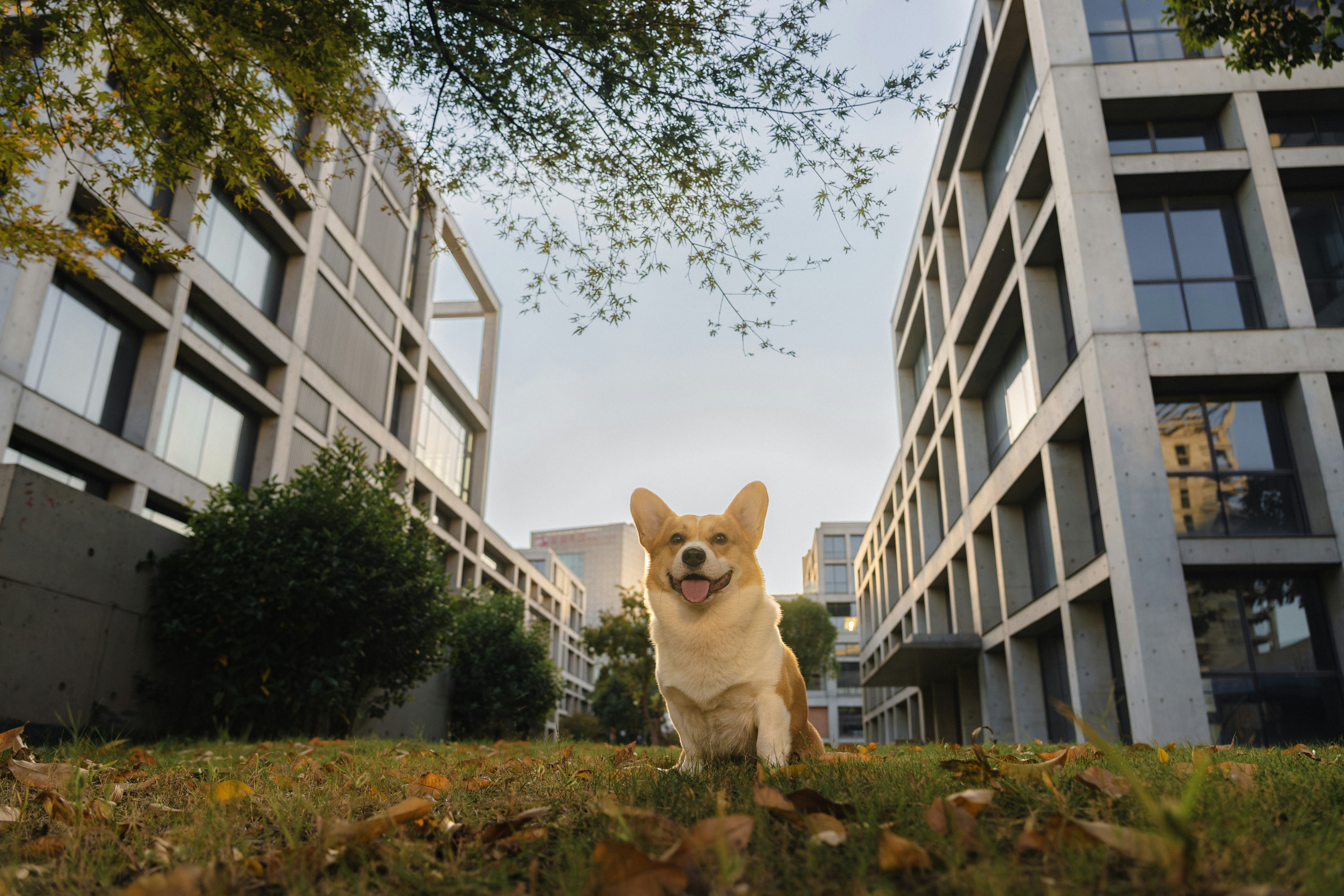 A corgi sits on the grass amidst modern buildings in an urban area, with autumn leaves scattered around. Captured from a low-angle shot, it looks at the camera happily with its tongue out, creating a cute and vibrant scene in the city environment....