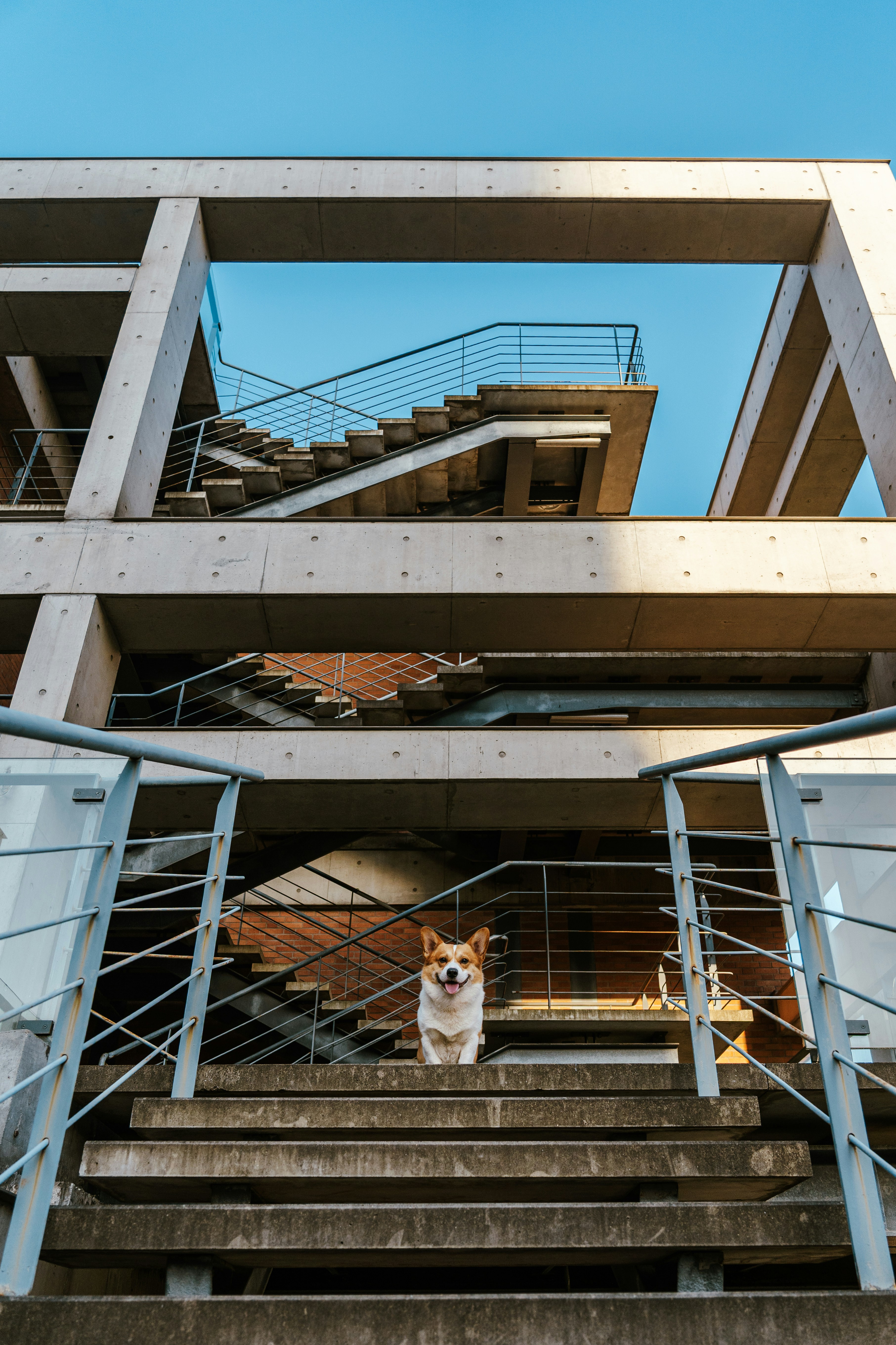 Corgi at the Foot of a Geometric Concrete Staircase Under a Clear Blue Sky