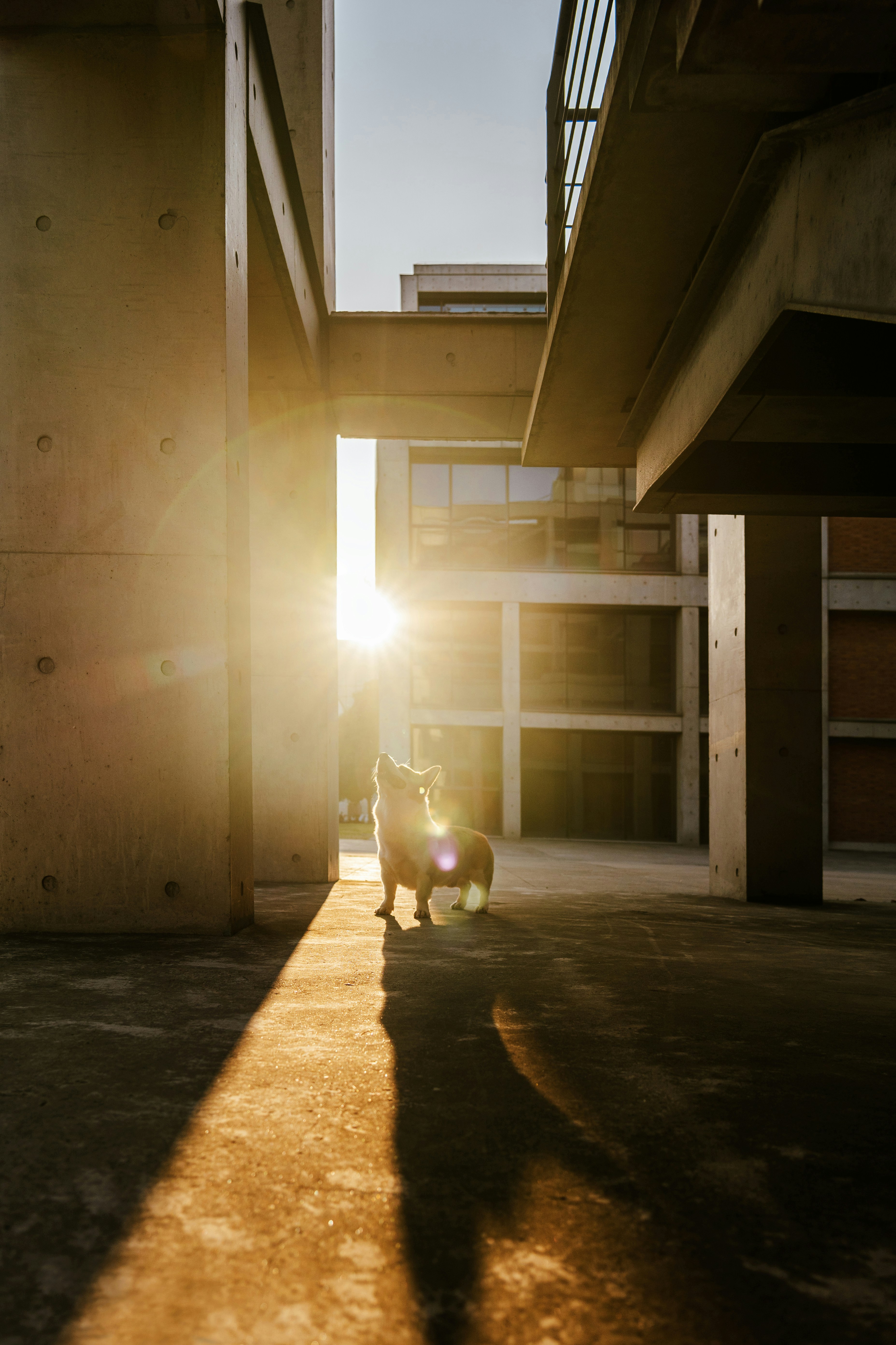 Sunlit Corgi in a Brutalist Alley: Long Shadows and Lens Flare