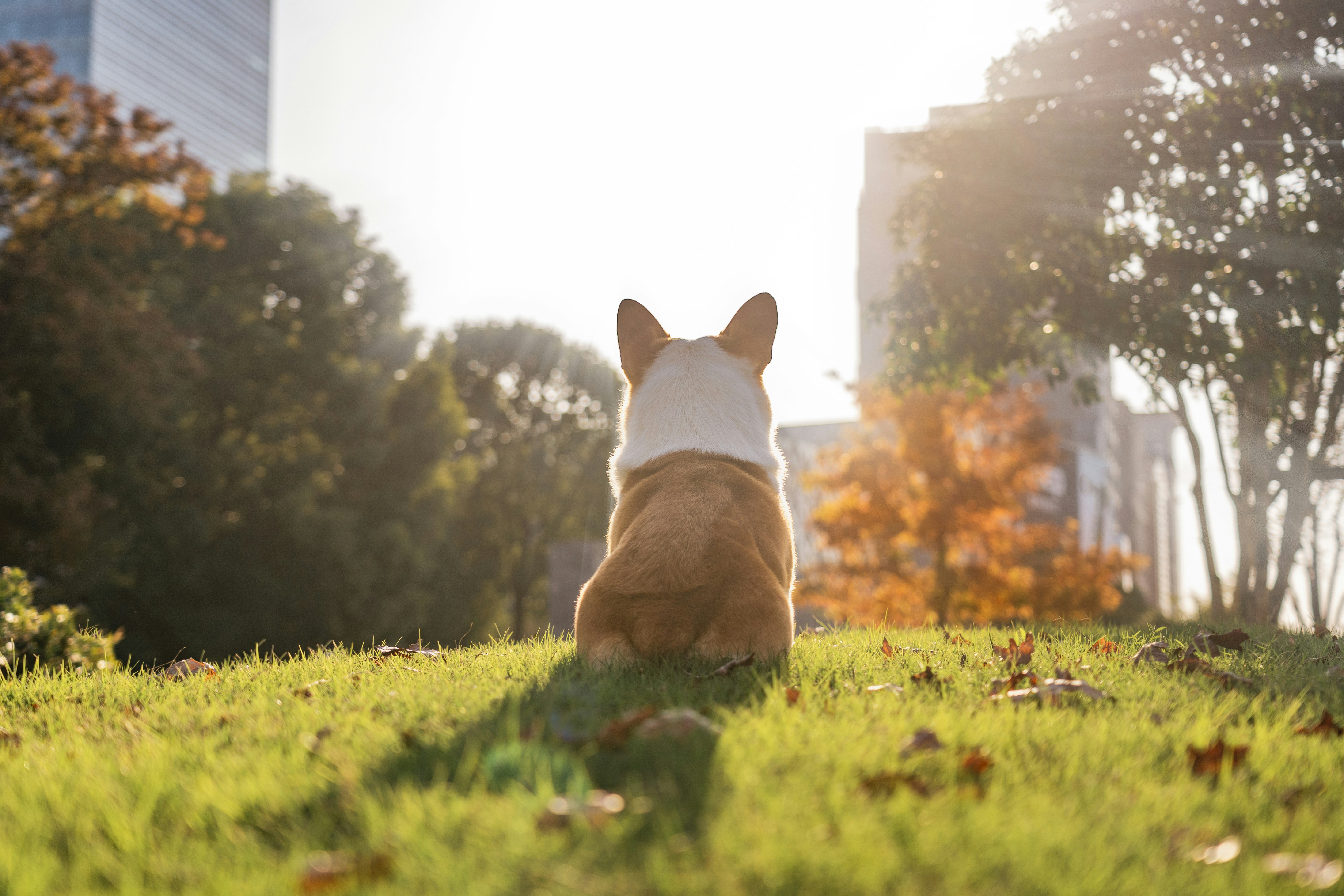 Back to the Sun: A Corgi Resting in a Golden Autumn Park