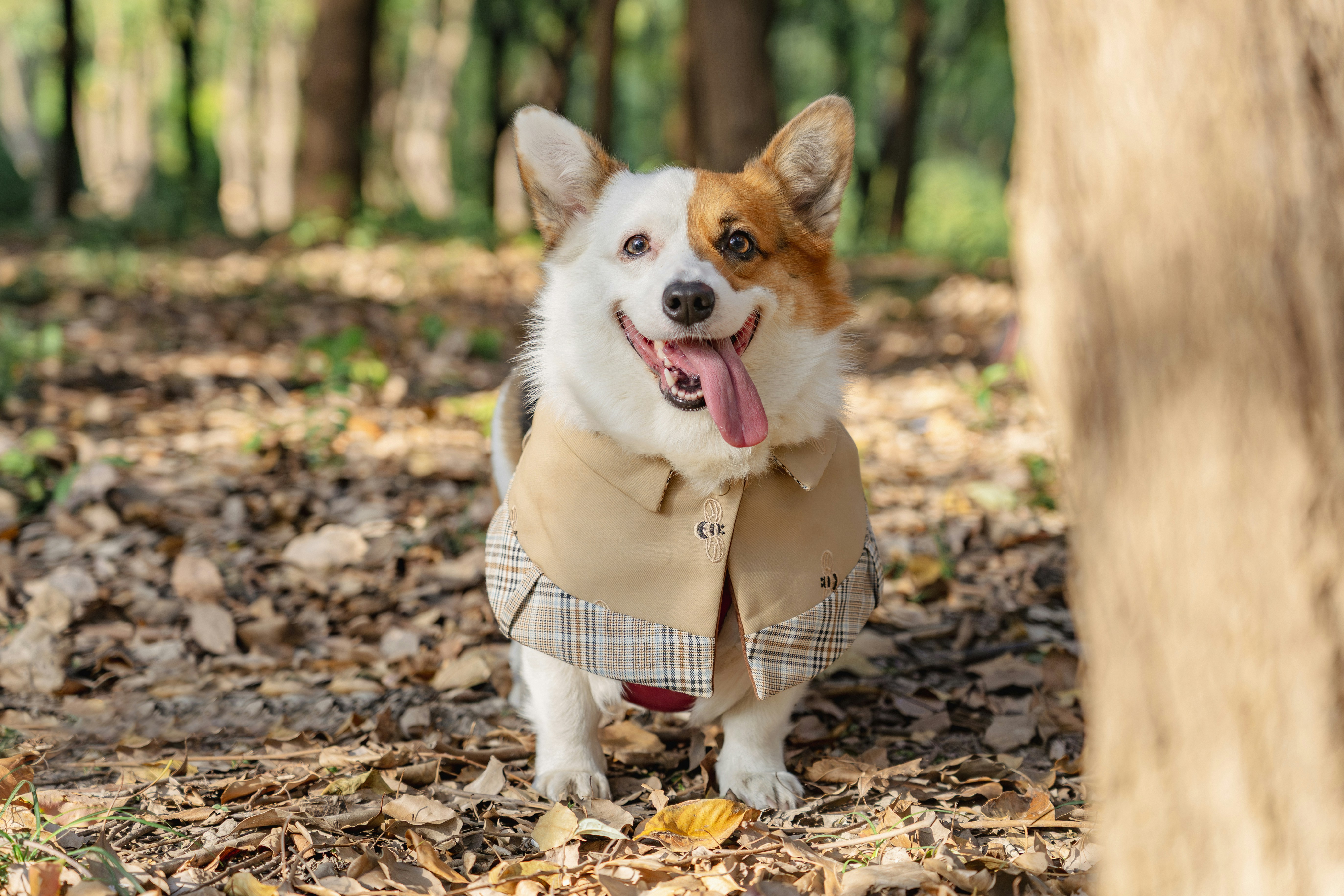 A corgi wears a stylish beige coat with plaid trim, standing on a ground covered with autumn leaves in a forest. With trees in the background, it looks at the camera happily with its tongue out, creating a warm and fashionable autumn scene.