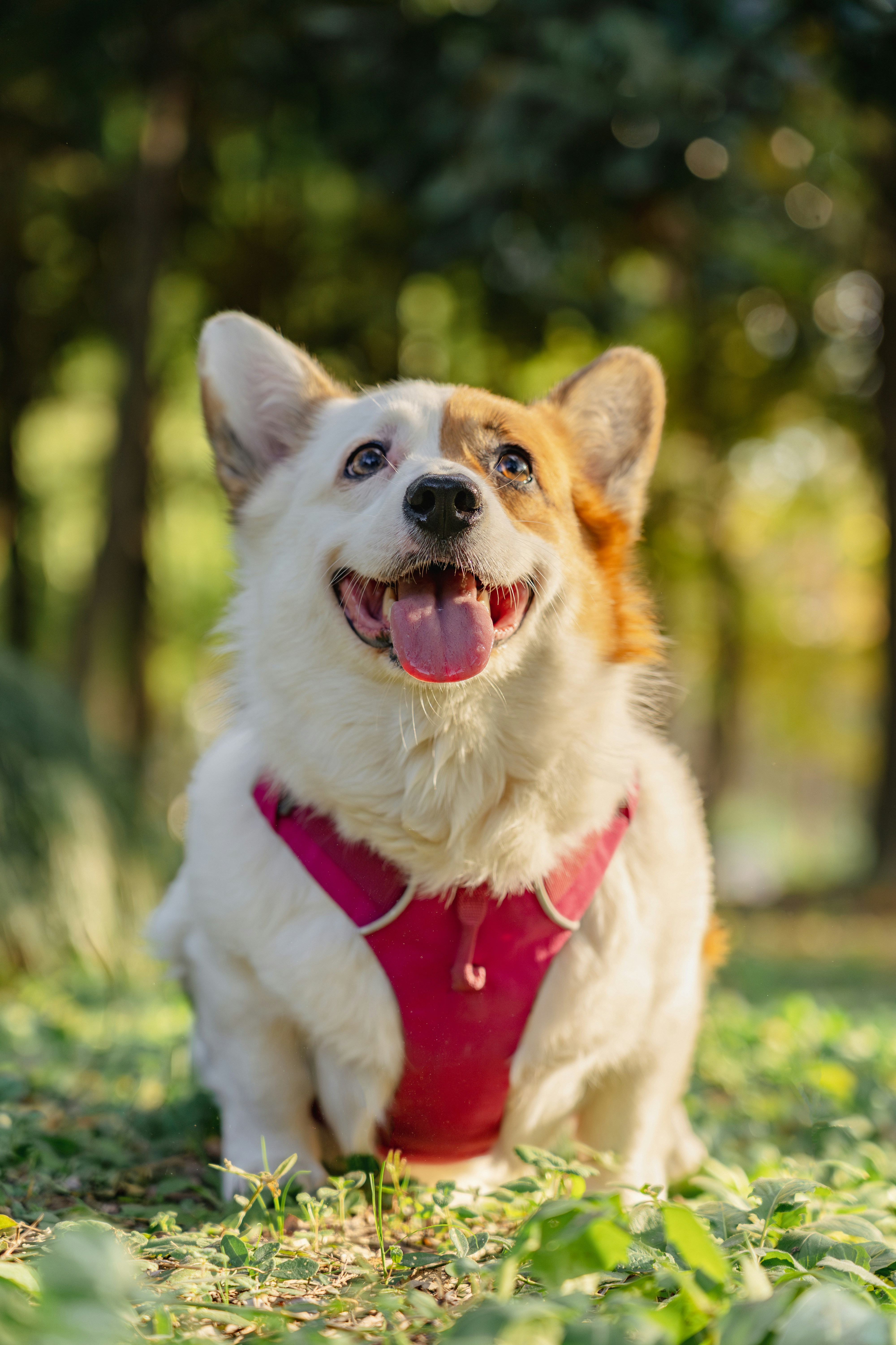 Sunlit Corgi Portrait: Joy in a Park's Gentle Blur