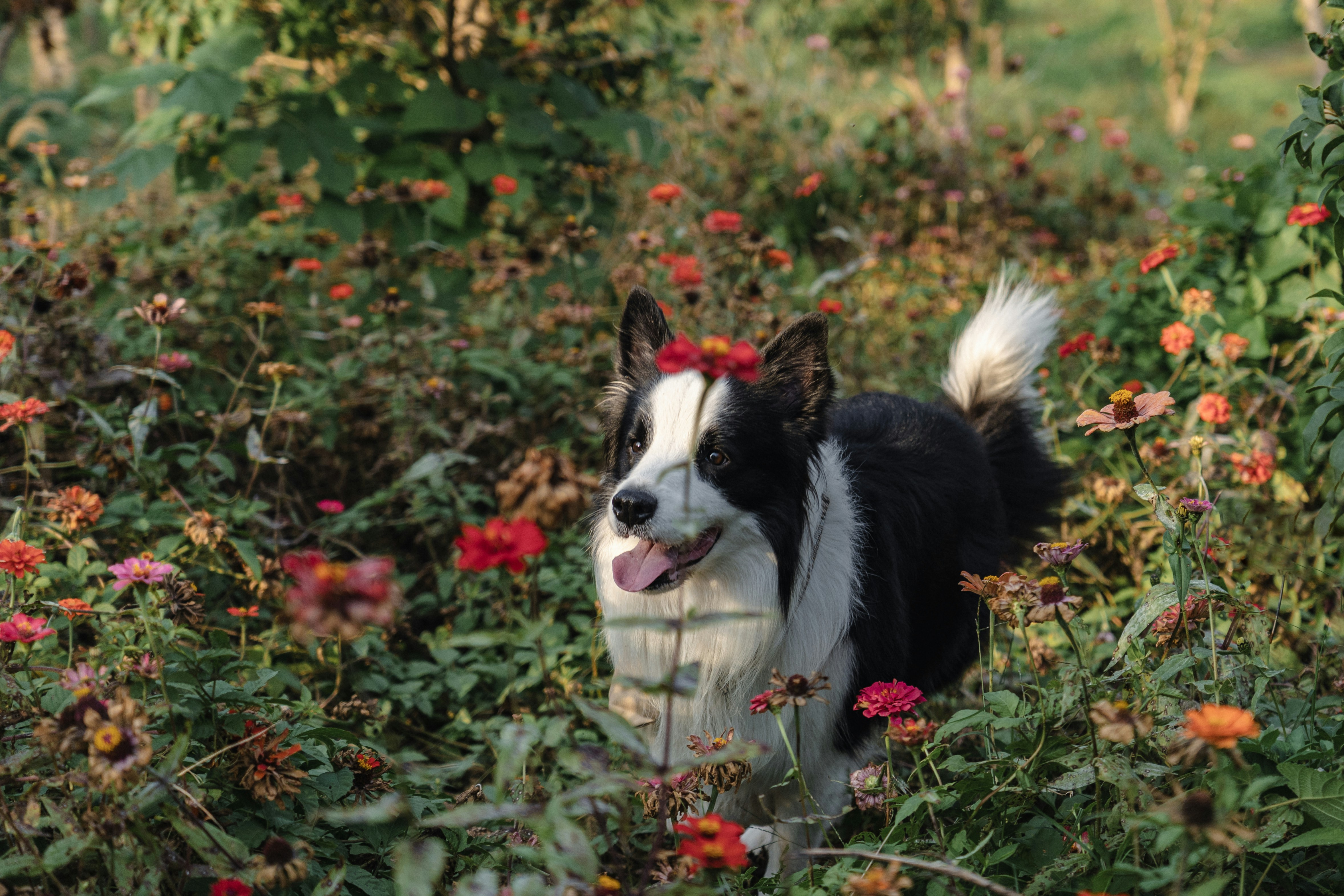 A Border Collie stands amidst a vibrant field of colorful flowers, including red, orange, and pink blooms. In this lush, natural outdoor setting, it looks to the side happily with its tongue out, creating a lively and cute scene full of floral beauty.