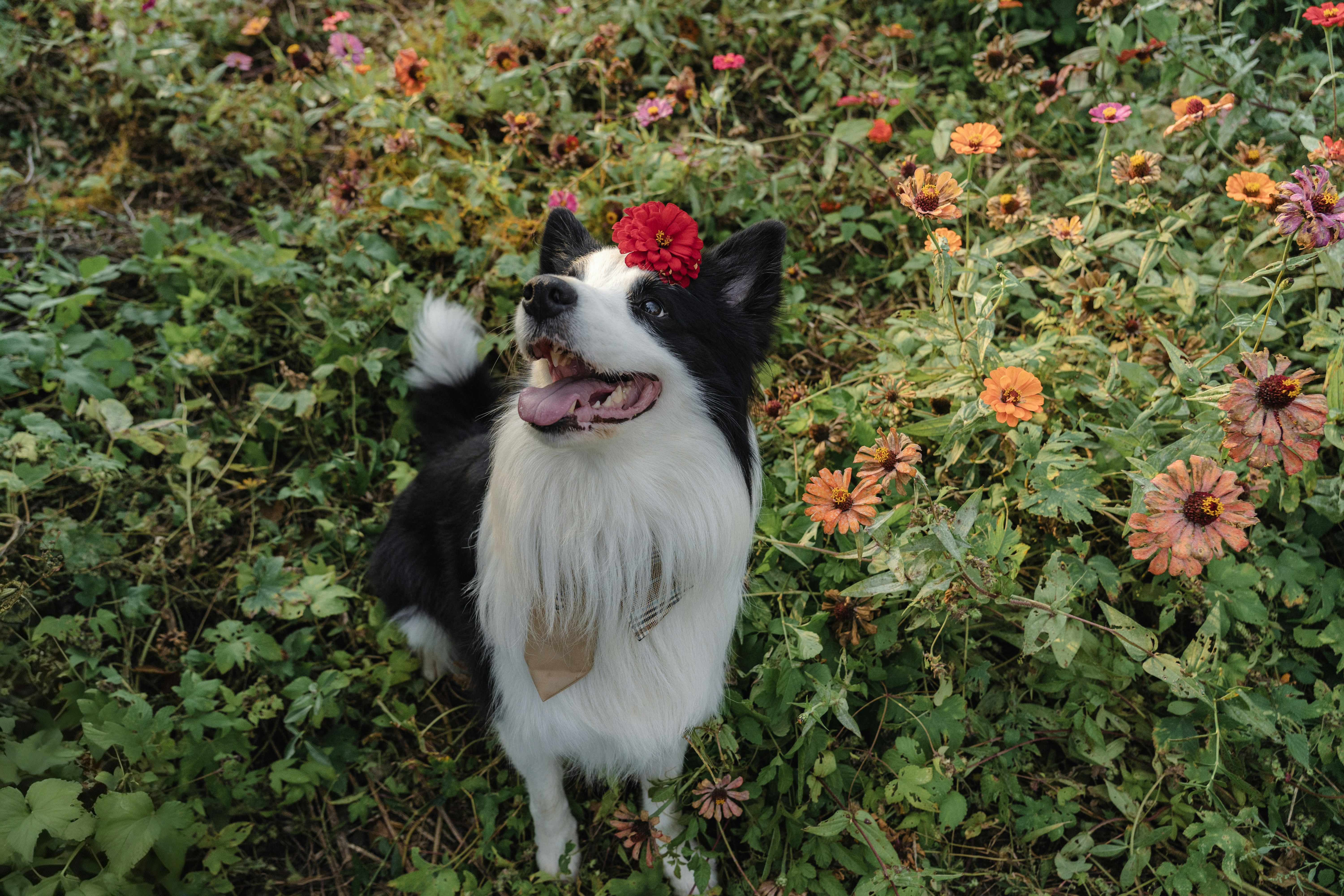 Red Bloom Crown on a Border Collie in a Zinnia Garden