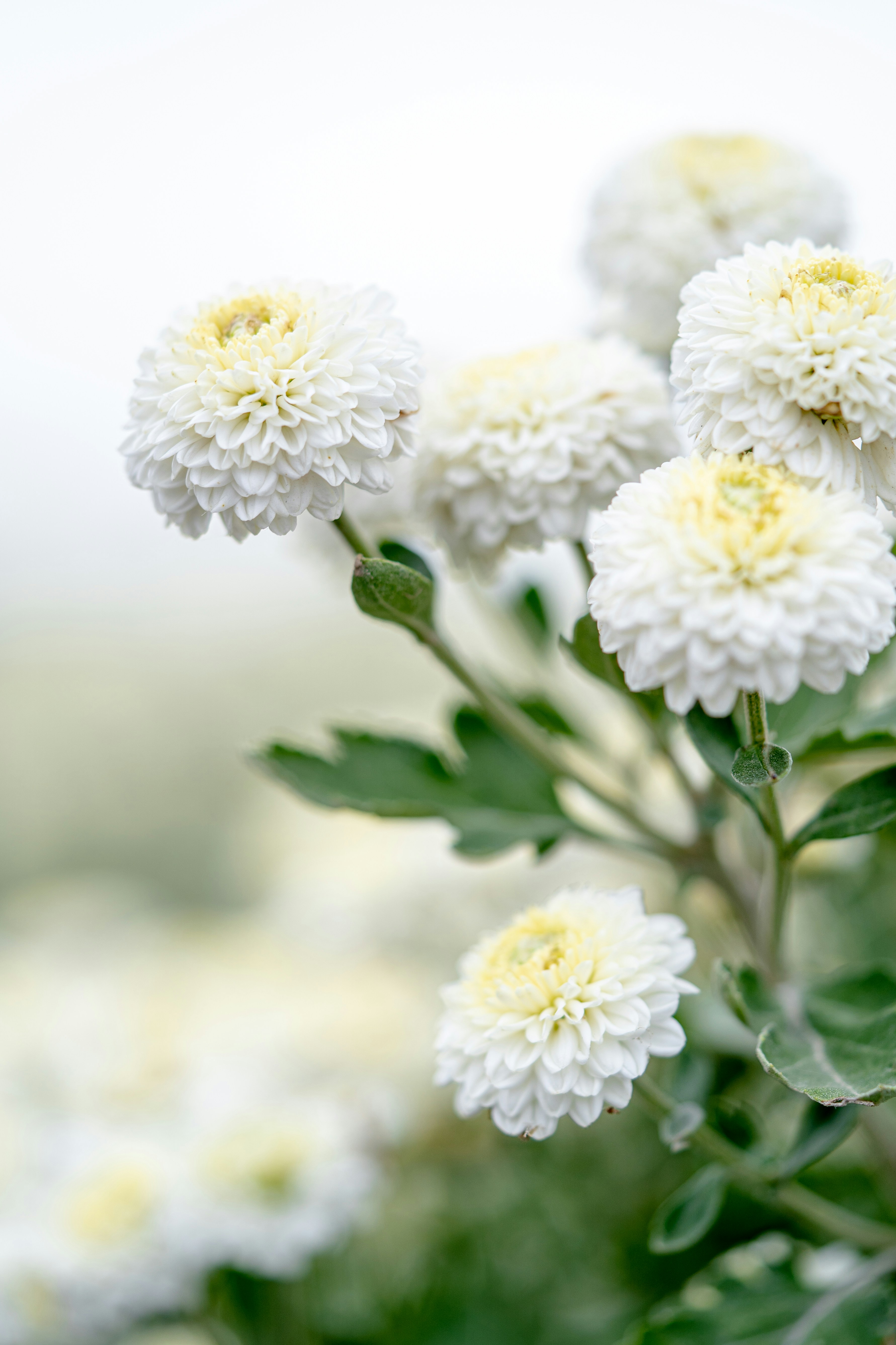 Photo by Winston Chen with Sony Alpha 7 III