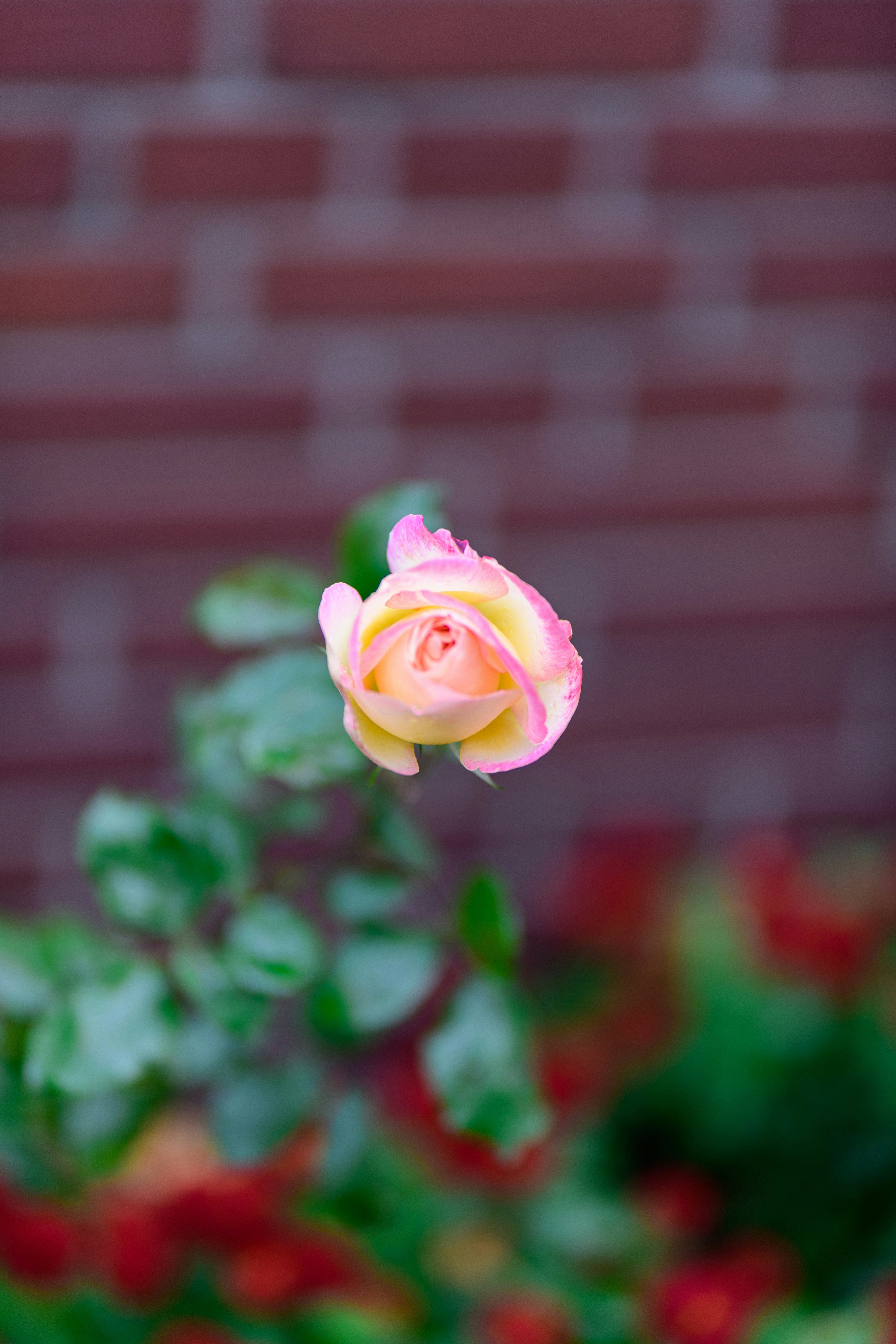 Photo by SK Strannik with Nikon D850