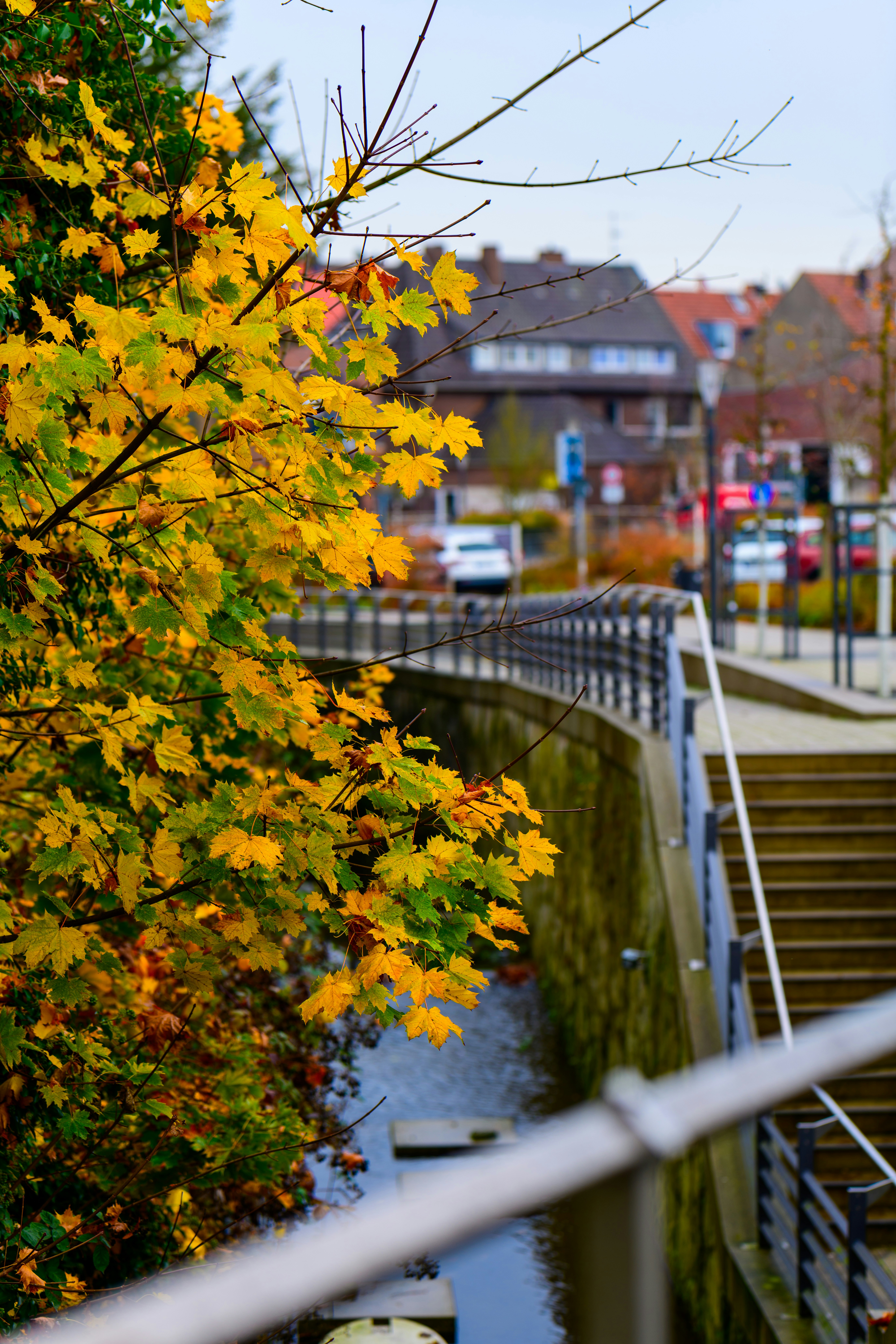 Amber Maple Fronds Framing a Riverside Staircase