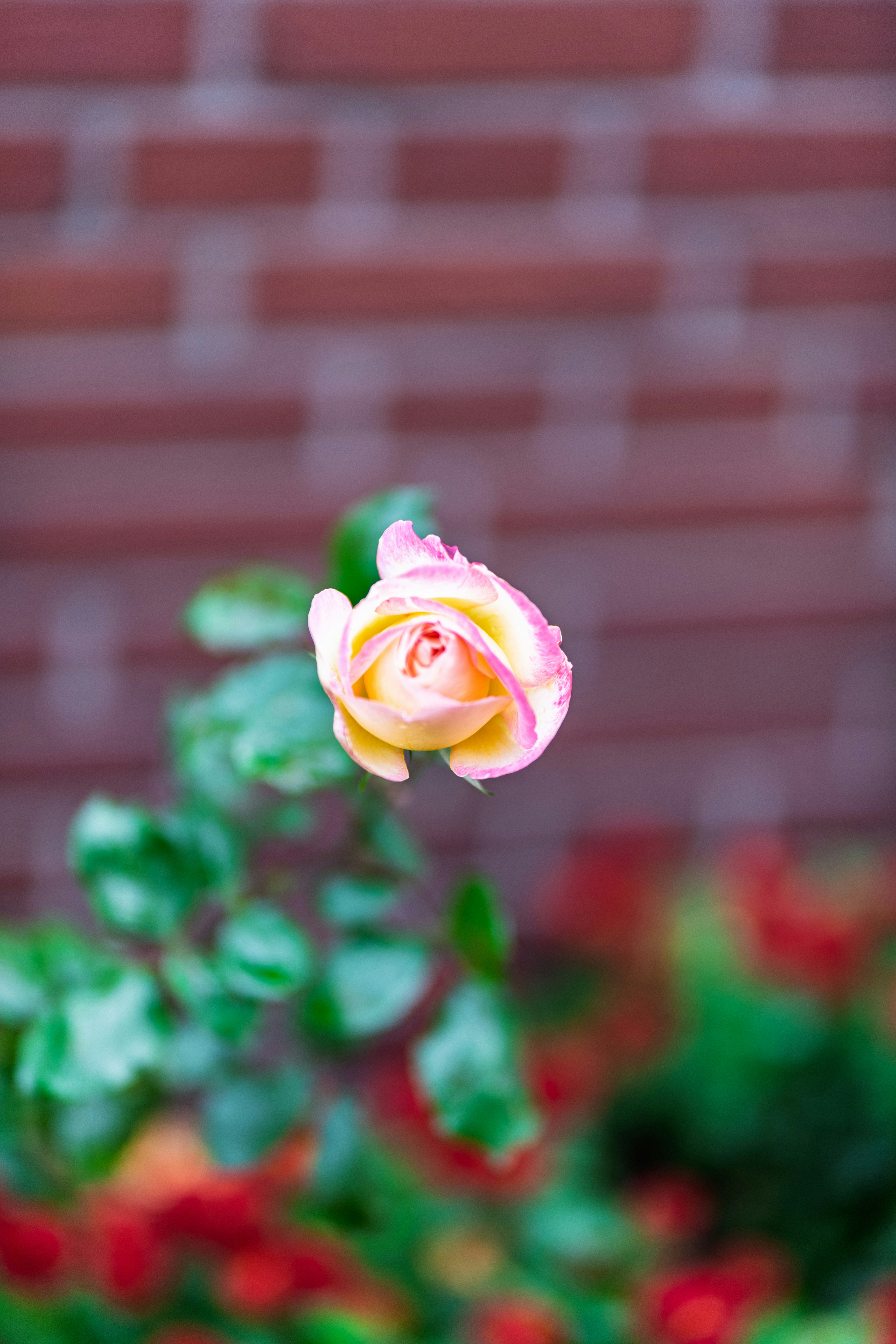 Blush Rose on a Brick Backdrop: A Quiet Bloom in Sharp Focus