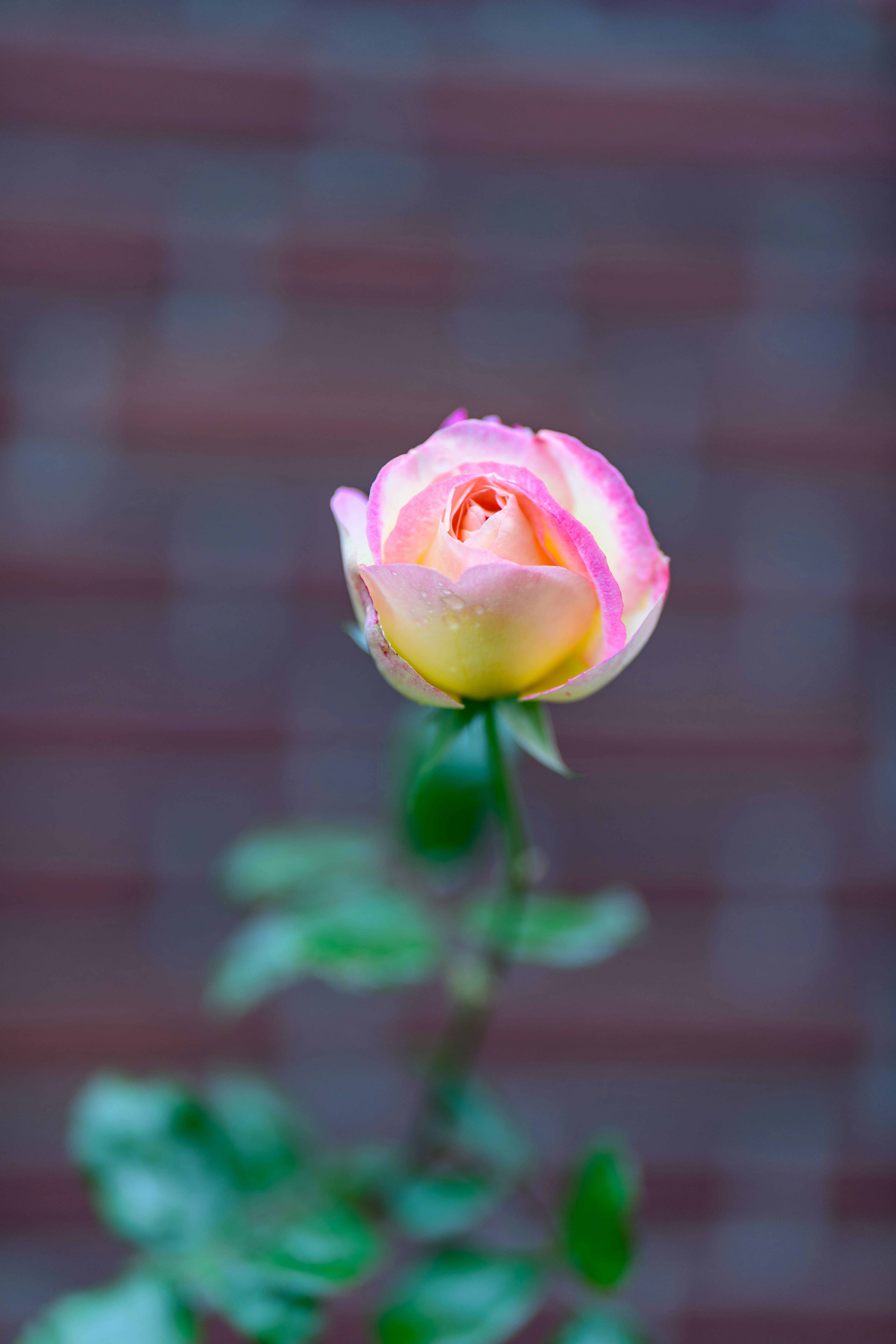 Photo by SK Strannik with Nikon D850