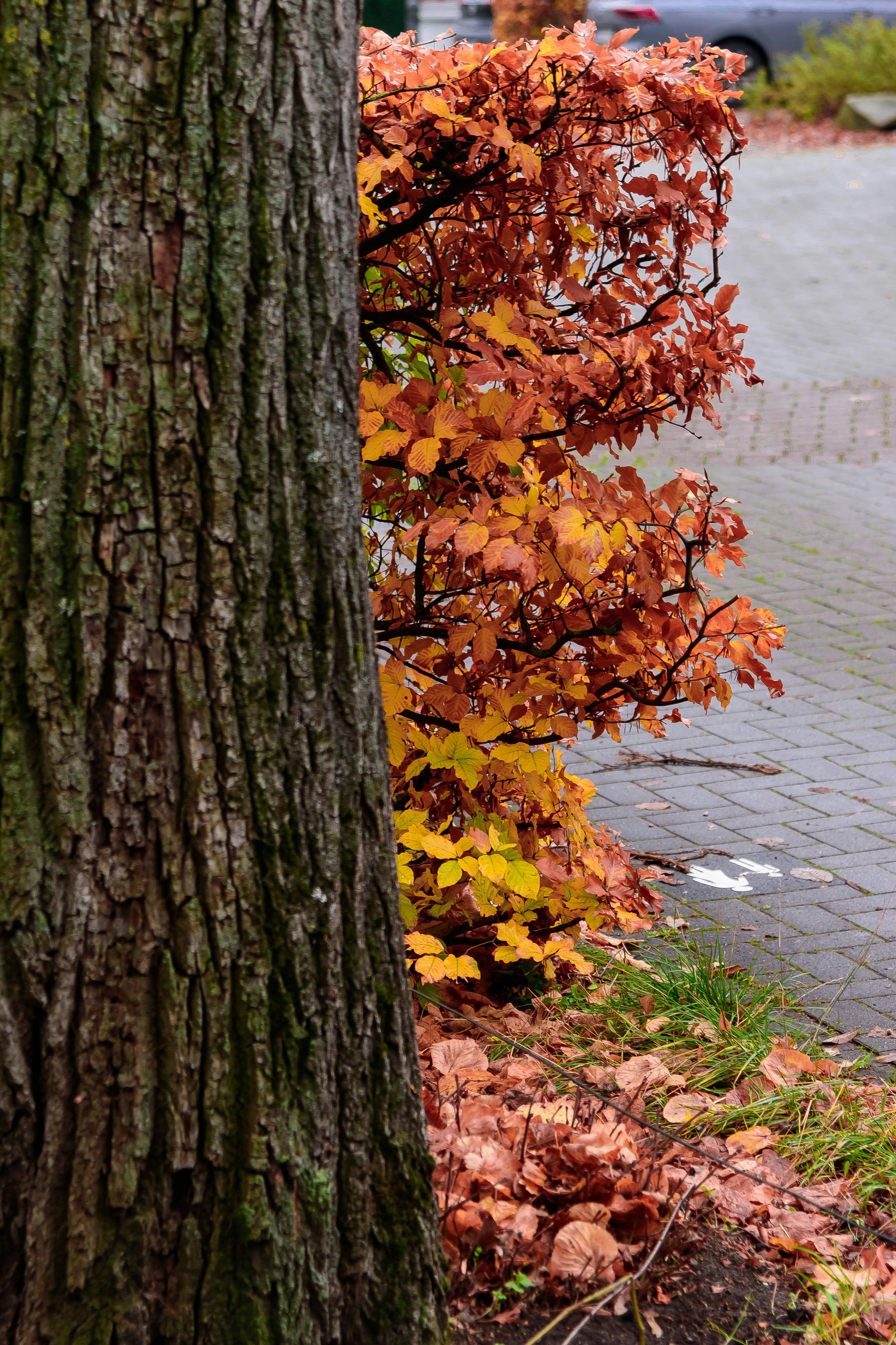 Photo by SK Strannik with Nikon D5500