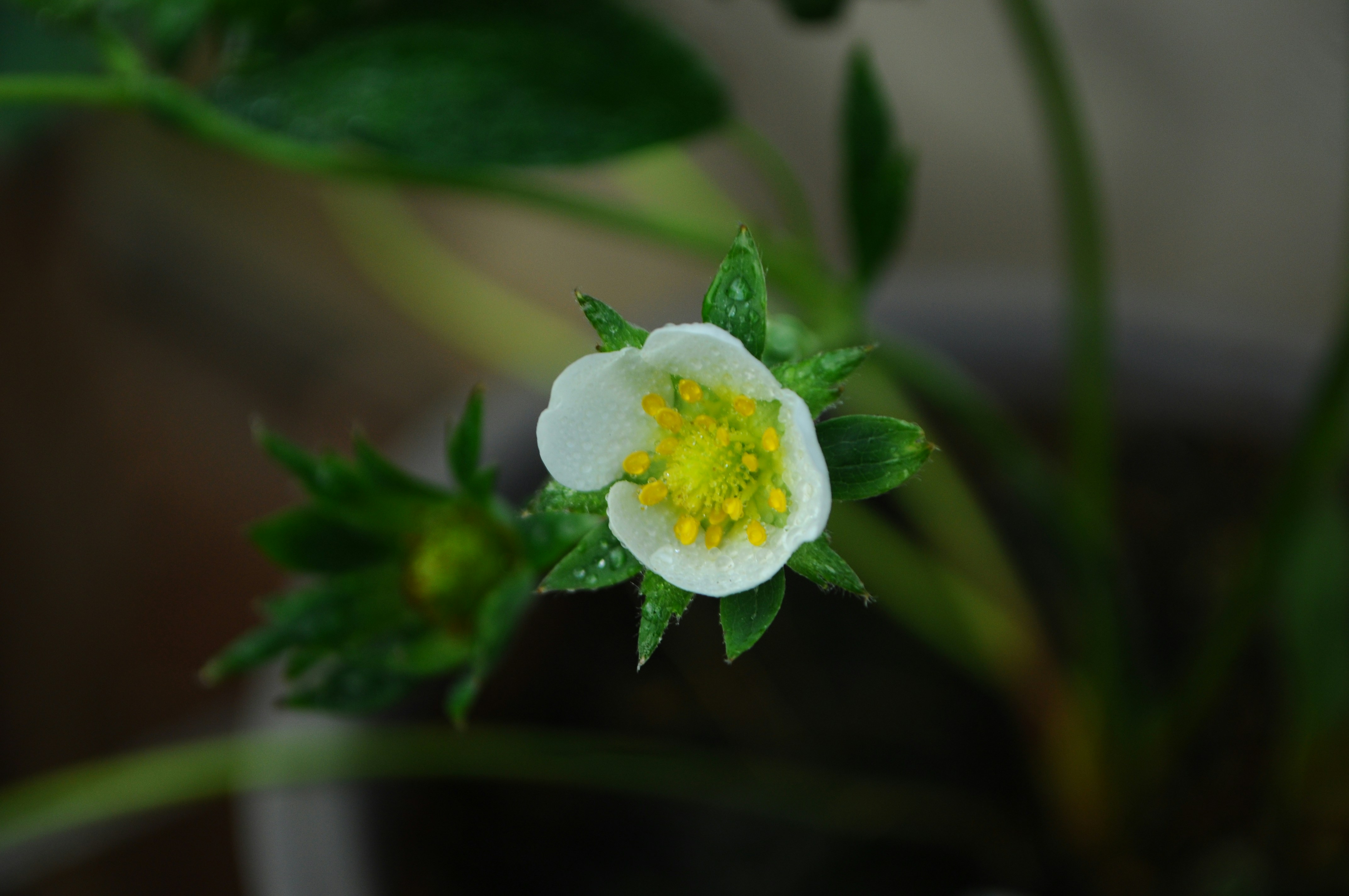 Sunlit Center: A Tiny White Flower in a Quiet Green Pot
