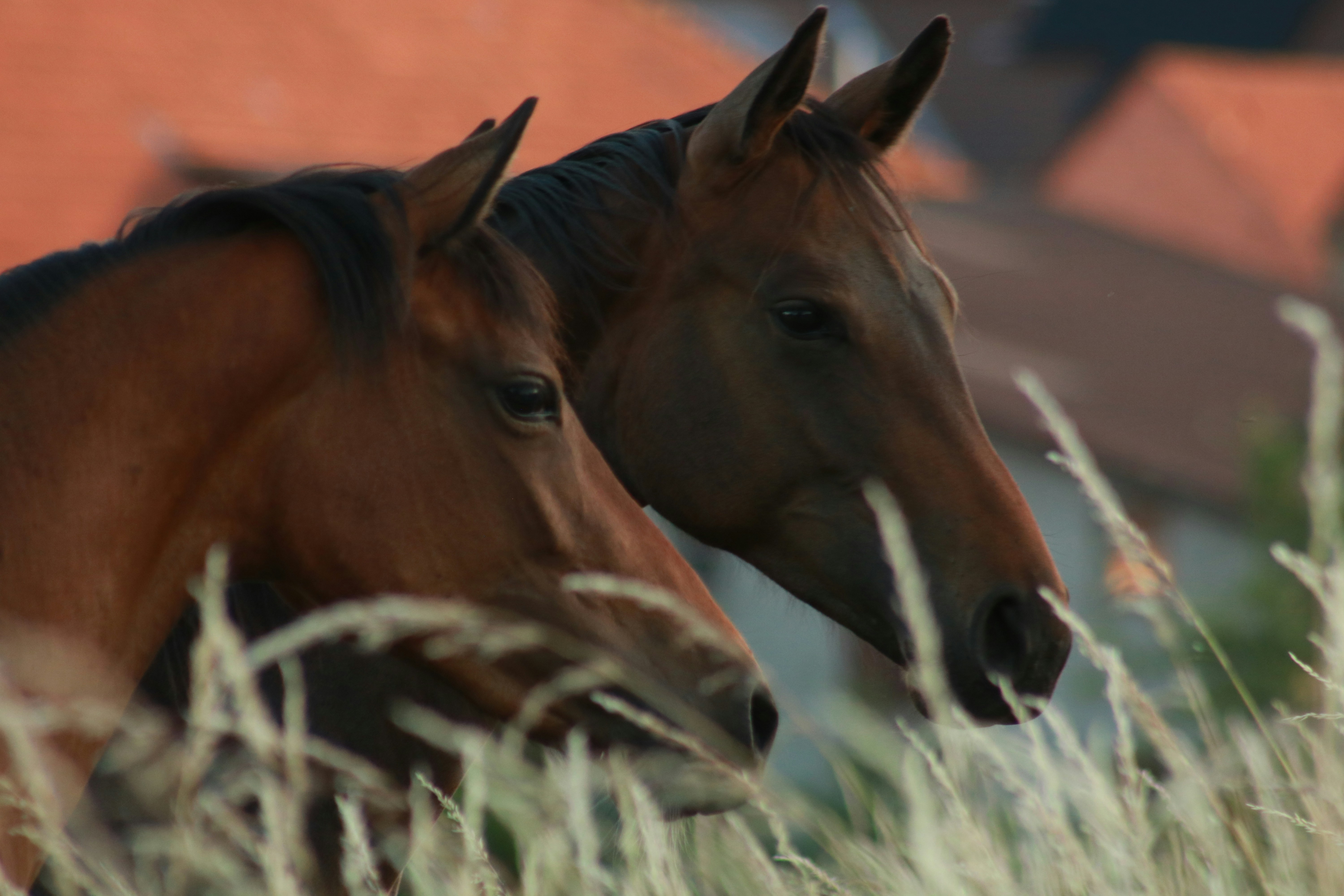 Dusk Duo: Twin Horses in a Quiet Field