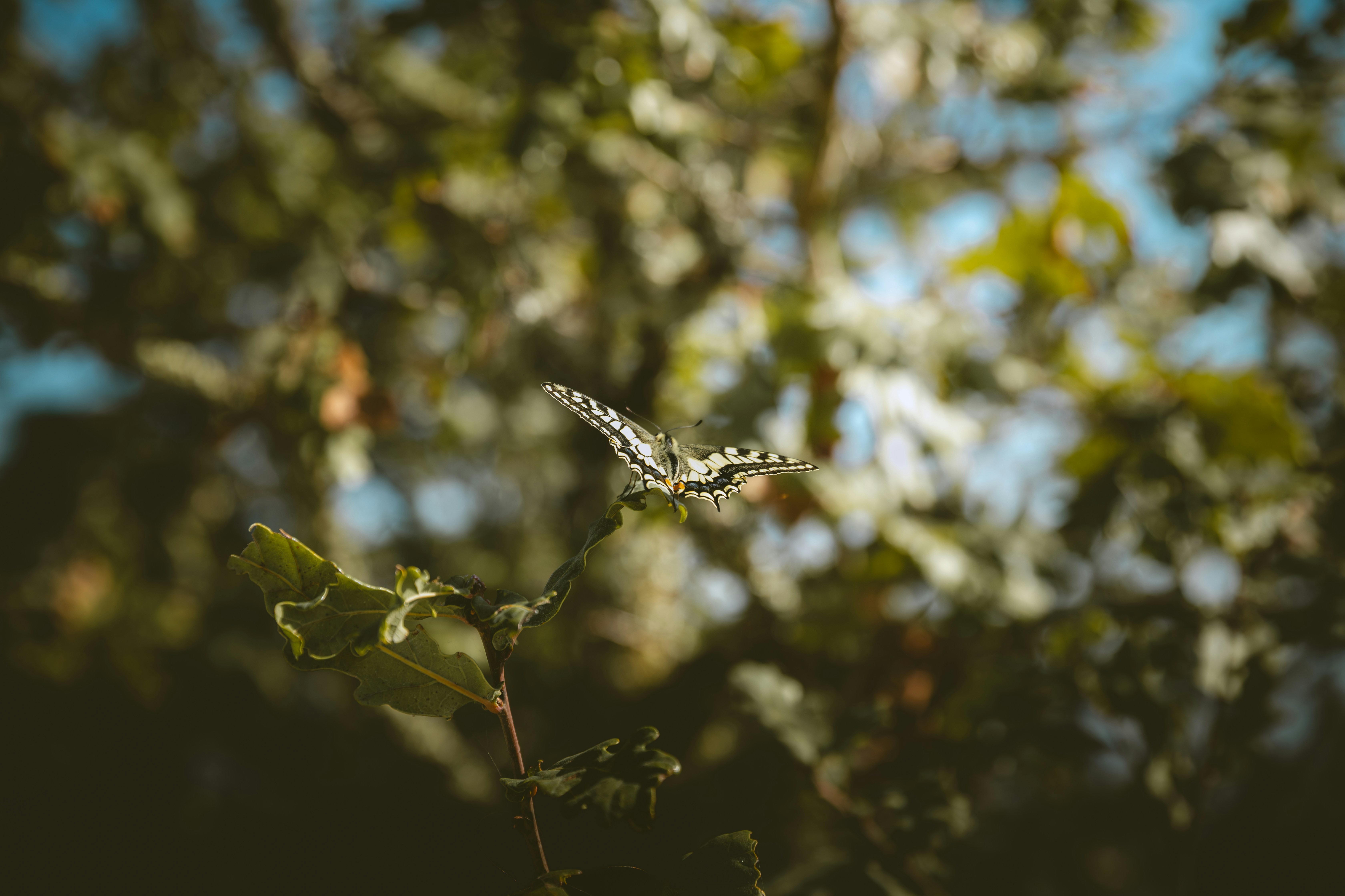 Photo by Ryan Klaus with Canon EOS 5D Mark IV