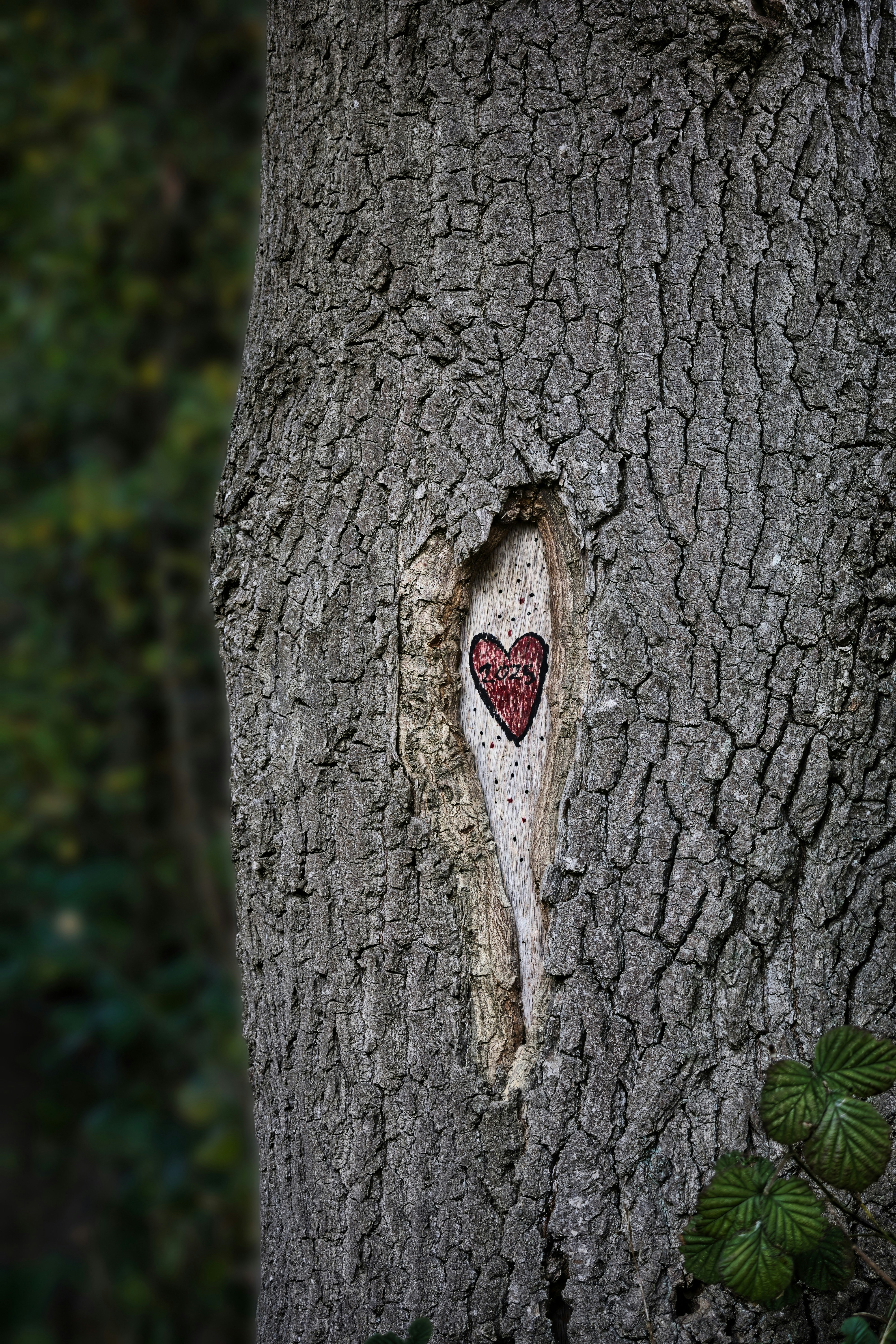 Heart in the Bark: a carved hollow reveals a crimson emblem in a weathered trunk