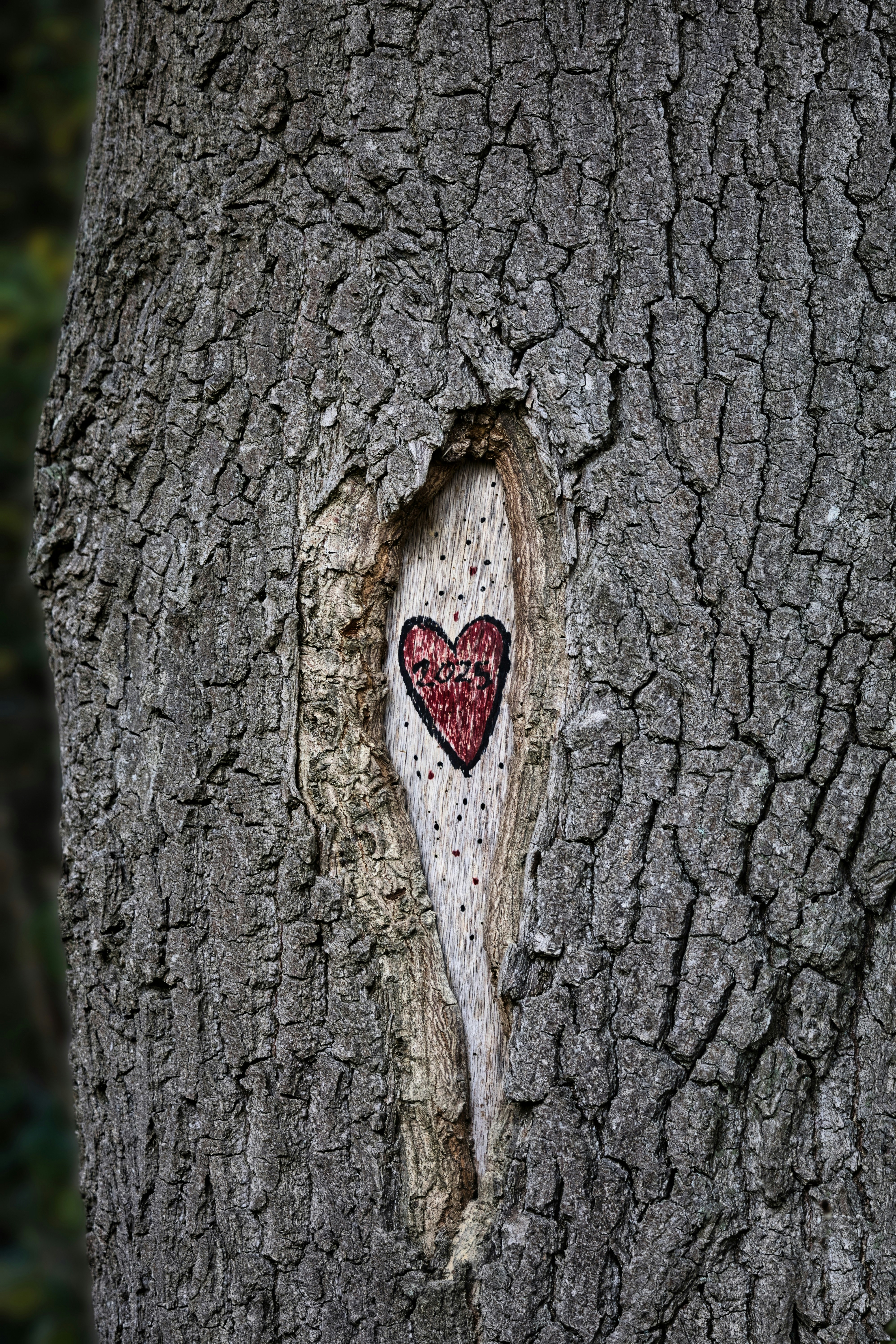 Heart in the Bark: a love mark carved in weathered timber