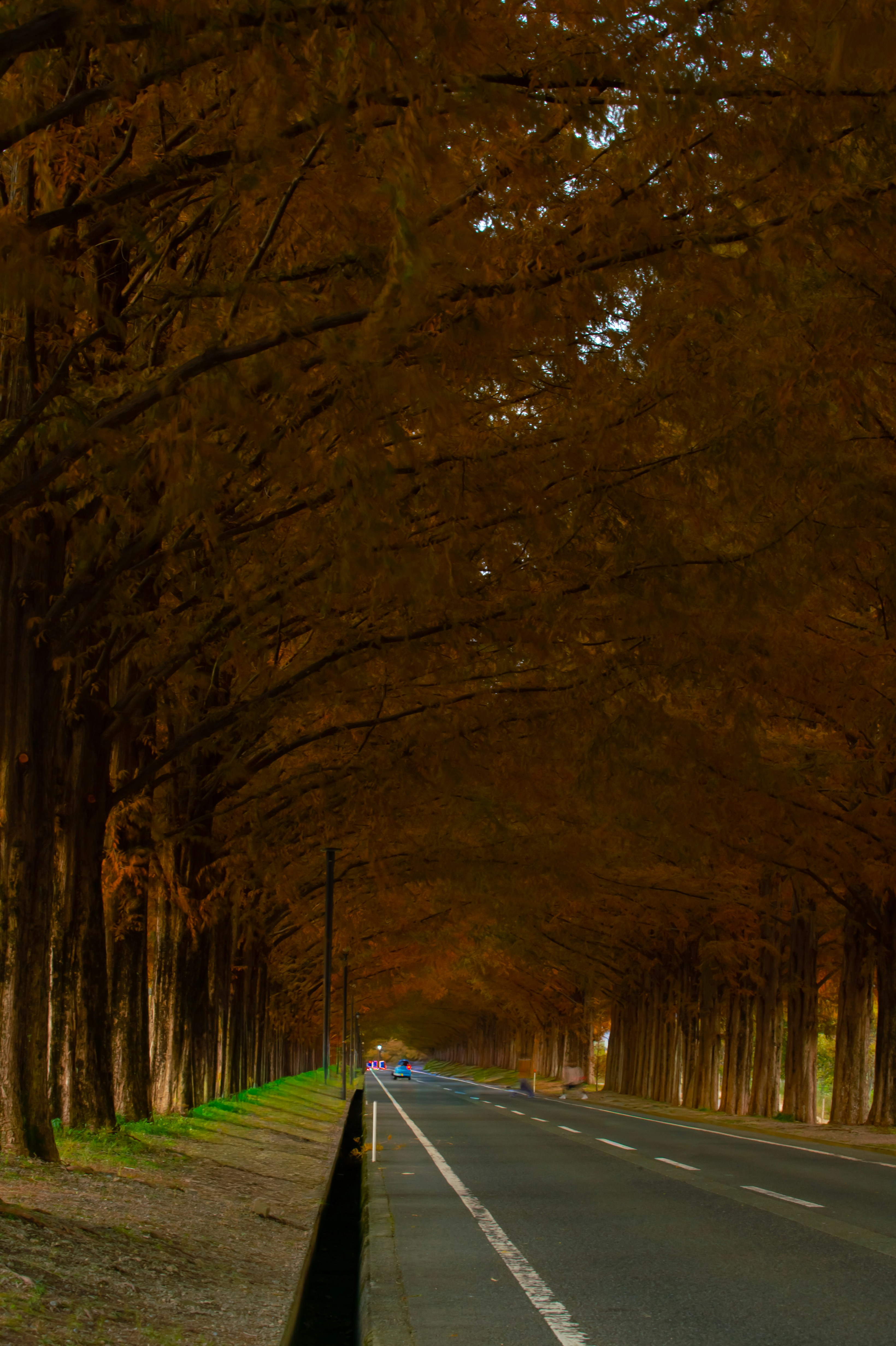 Autumn Avenue: Leaf-Canopied Road Toward the Distant Light