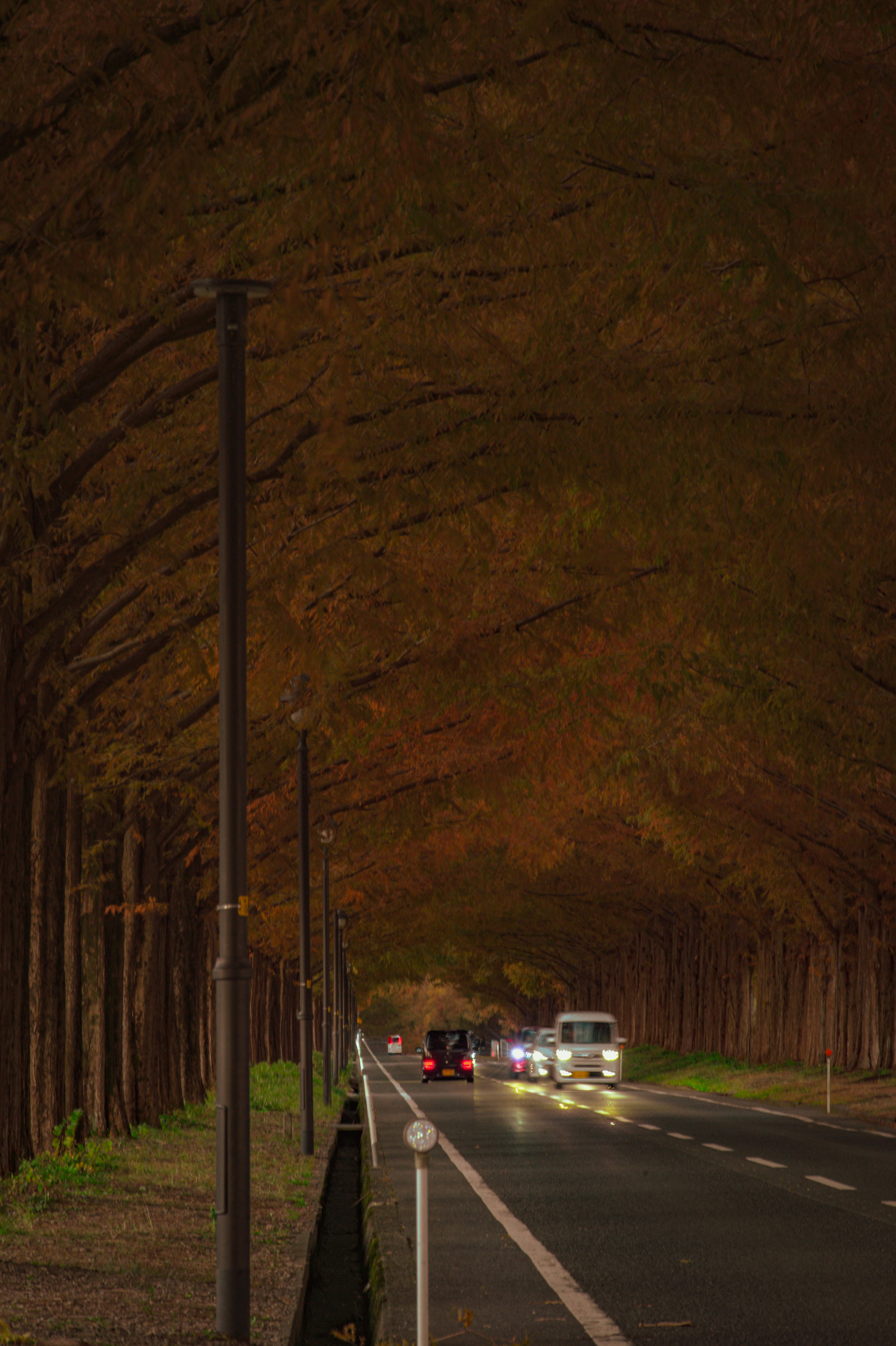 Amber Canopy: Night Drive Through a Tree-Arch Tunnel