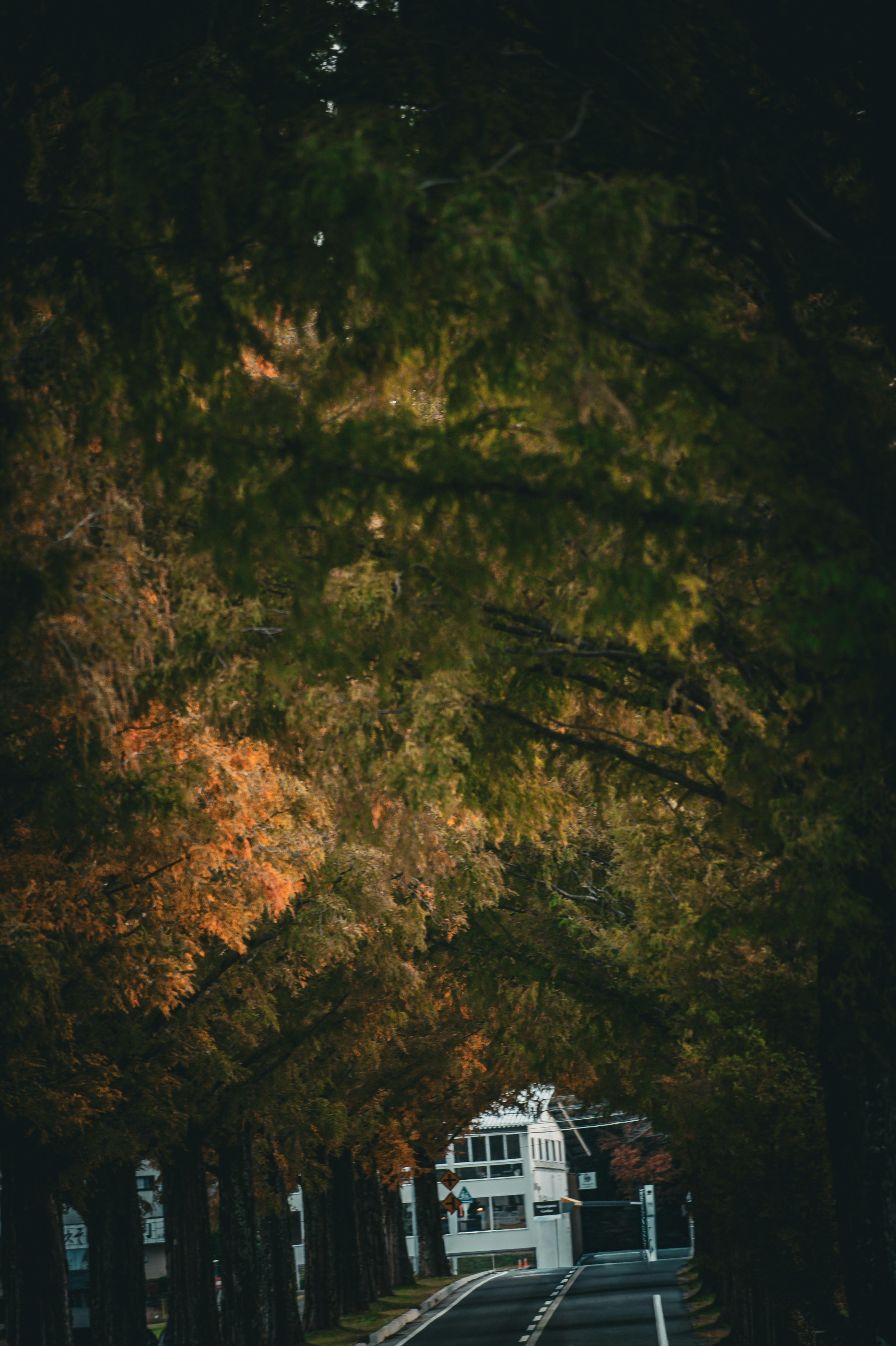 Autumnal Corridor: A Tree-Framed Street Reaching Toward a Quiet Building