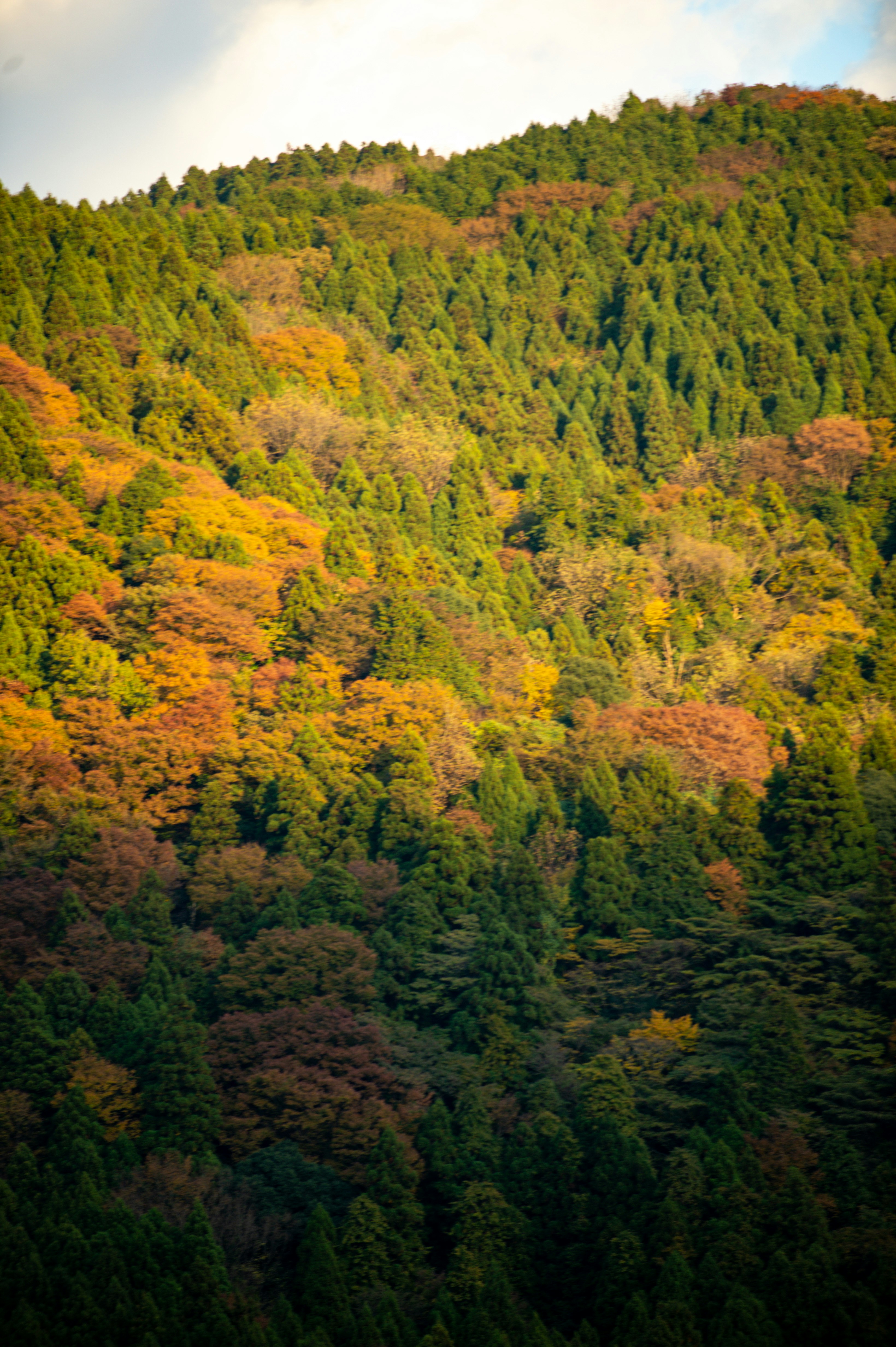 Patchwork Canopy: Sunlit Autumn Ridge of Conifers