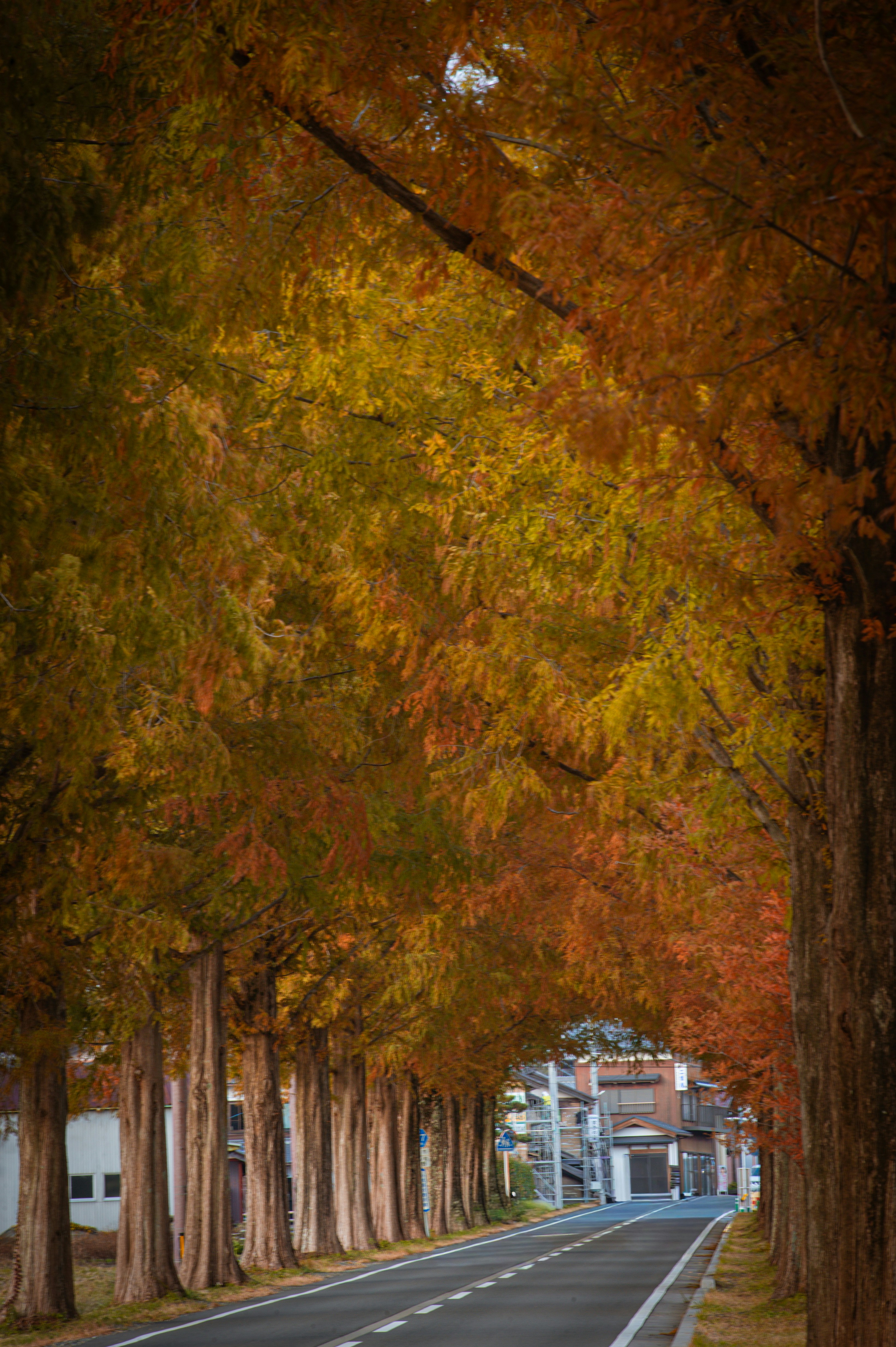 Amber Canopy Over a Quiet, Tree-Lined Avenue