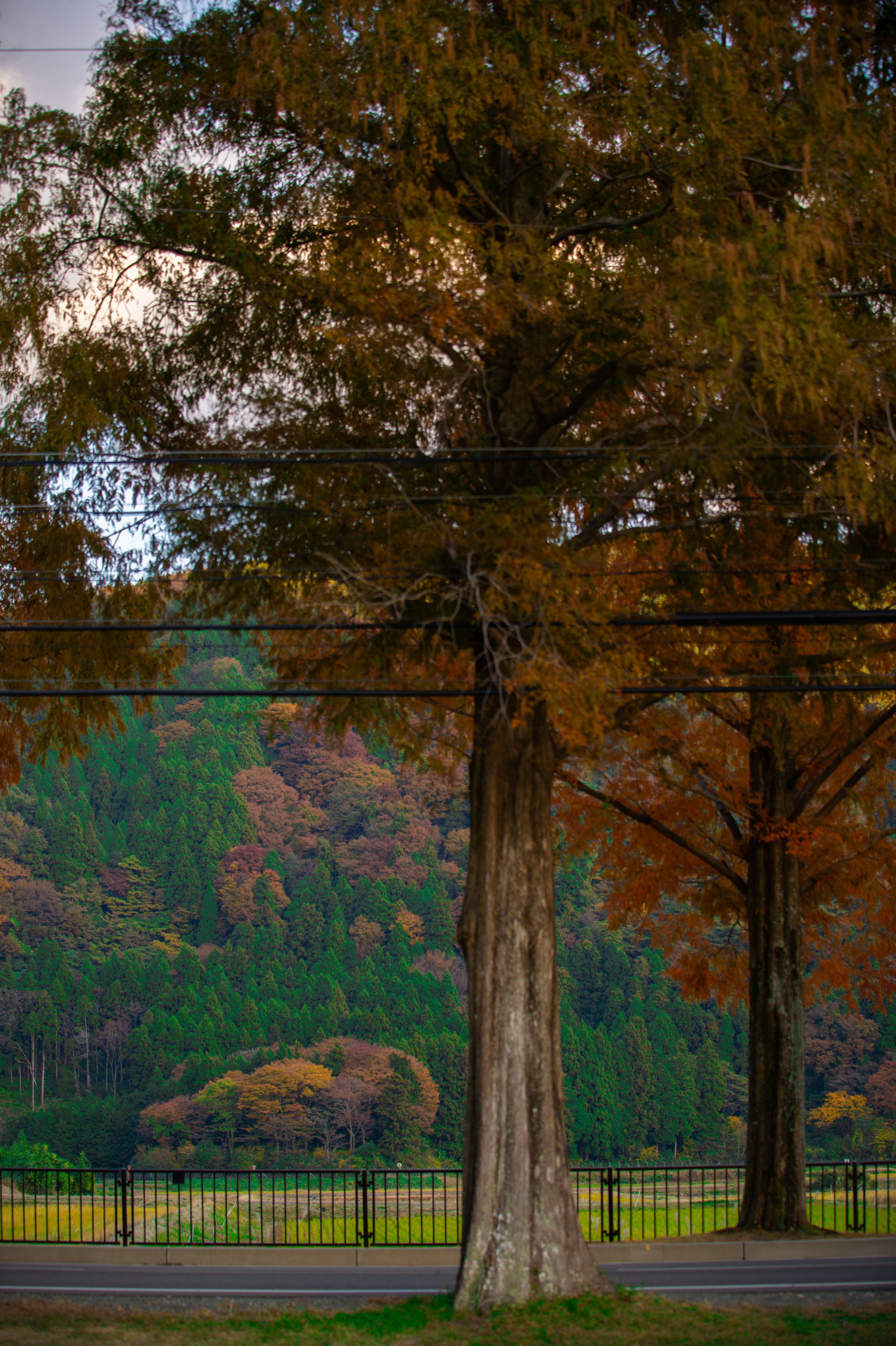 Autumn Giants Framing the Verdant Valley