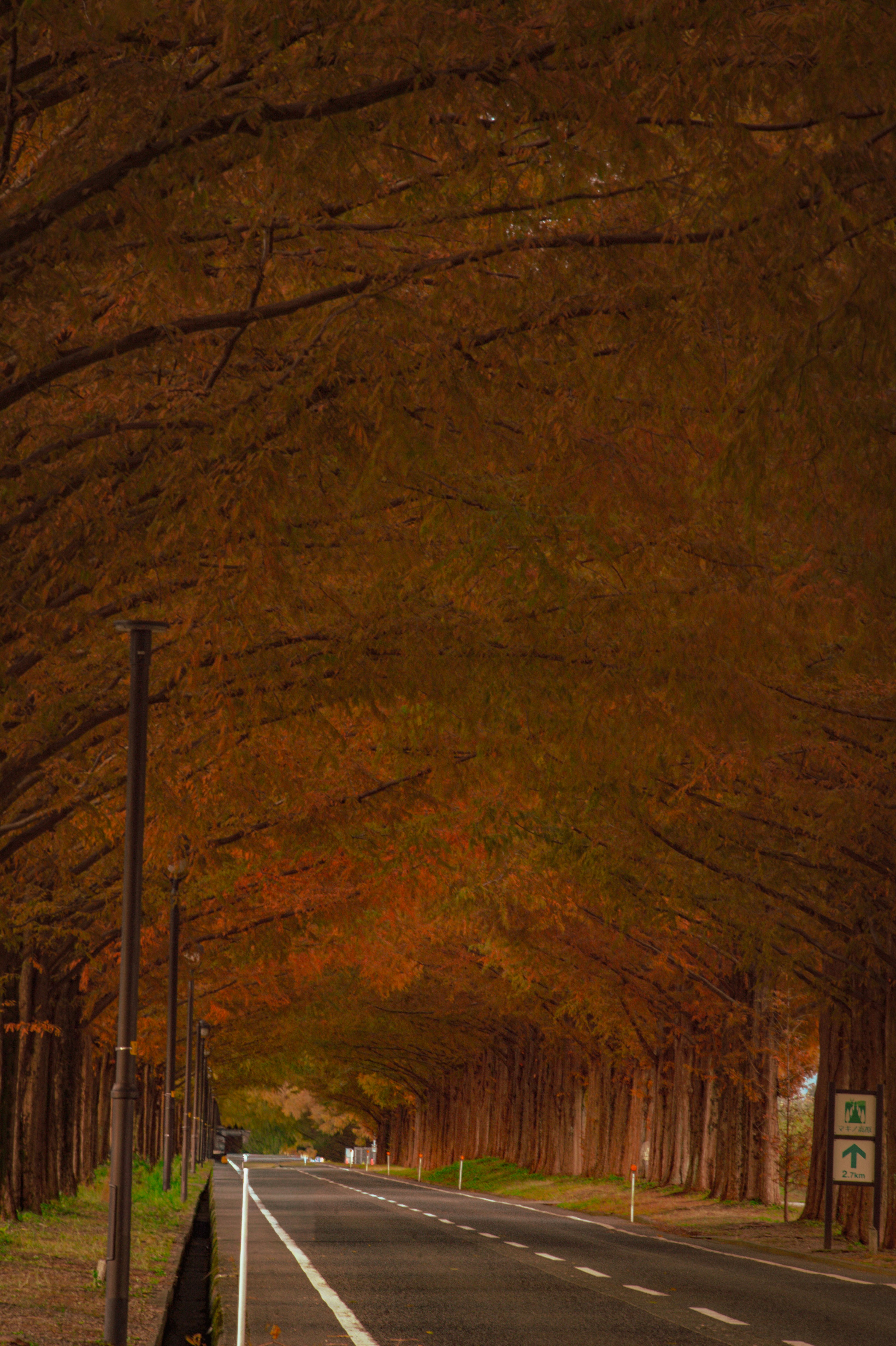 Copper Canopy Drive: Night Beneath Autumn Arches
