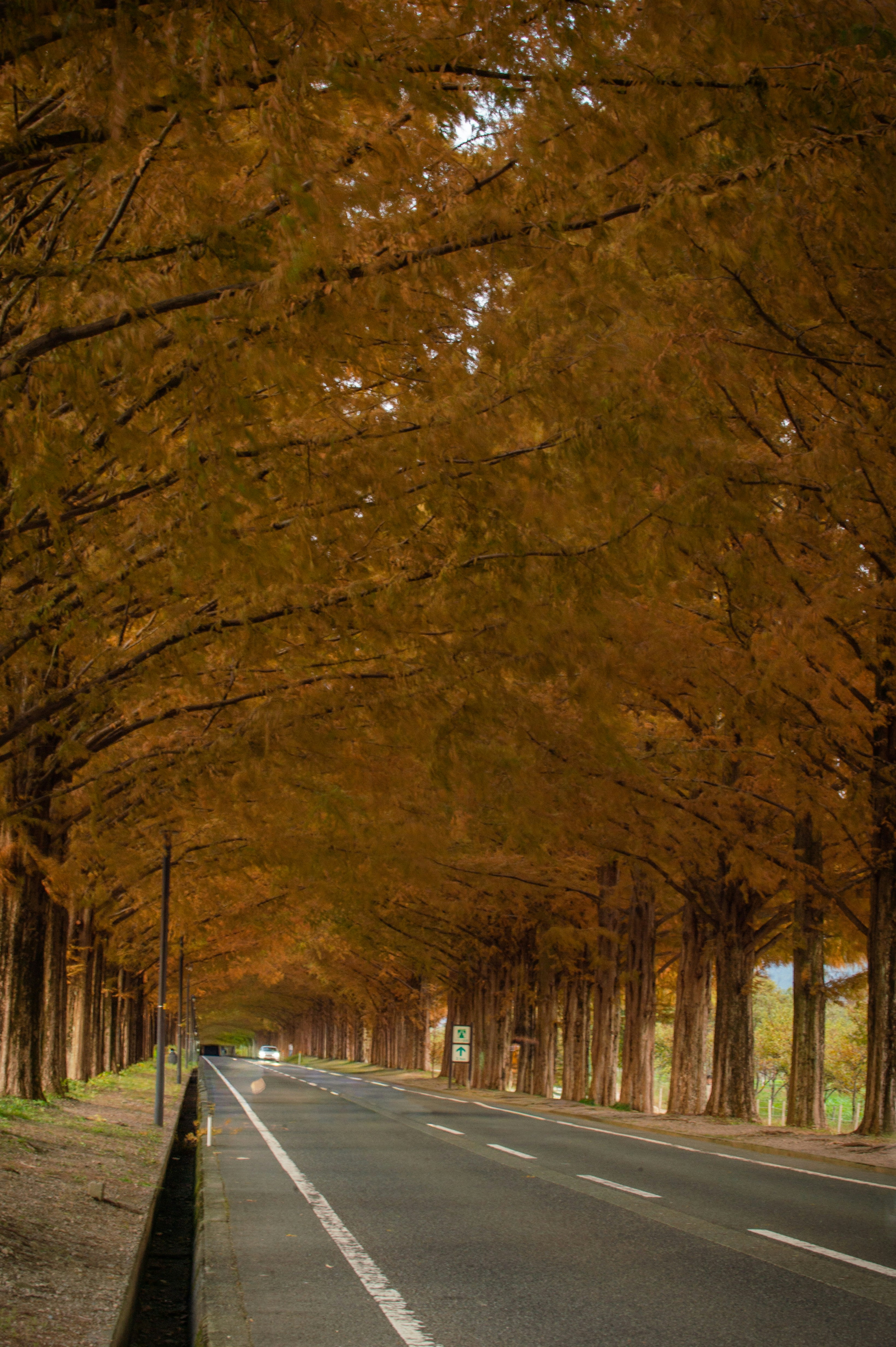 Copper Canopy: A Quiet Autumn Road Beneath Amber Arches